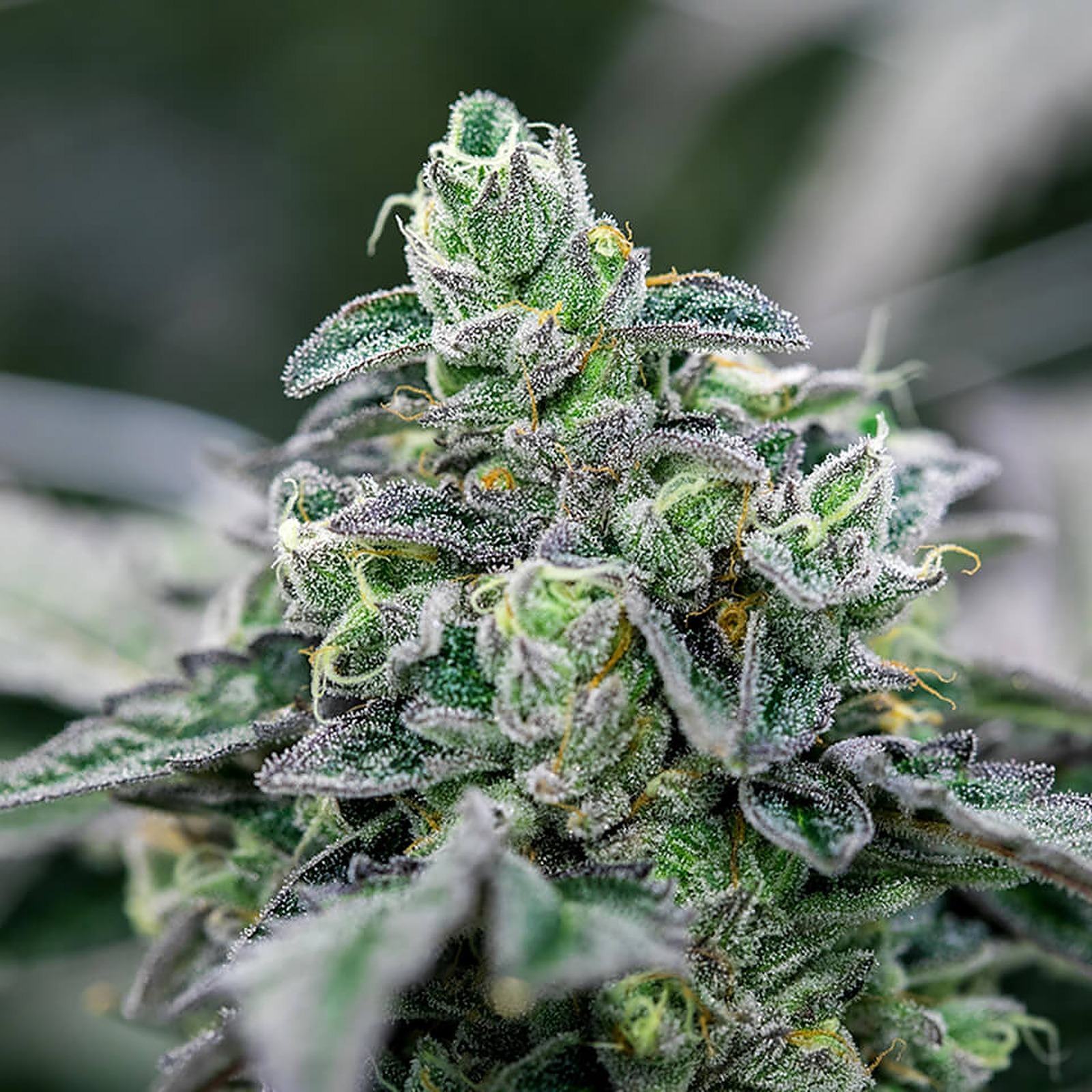 The Seed Connect: AUTO MANDARIN COOKIE CAKE AUTO-FLOWERING SEEDS | Leafly