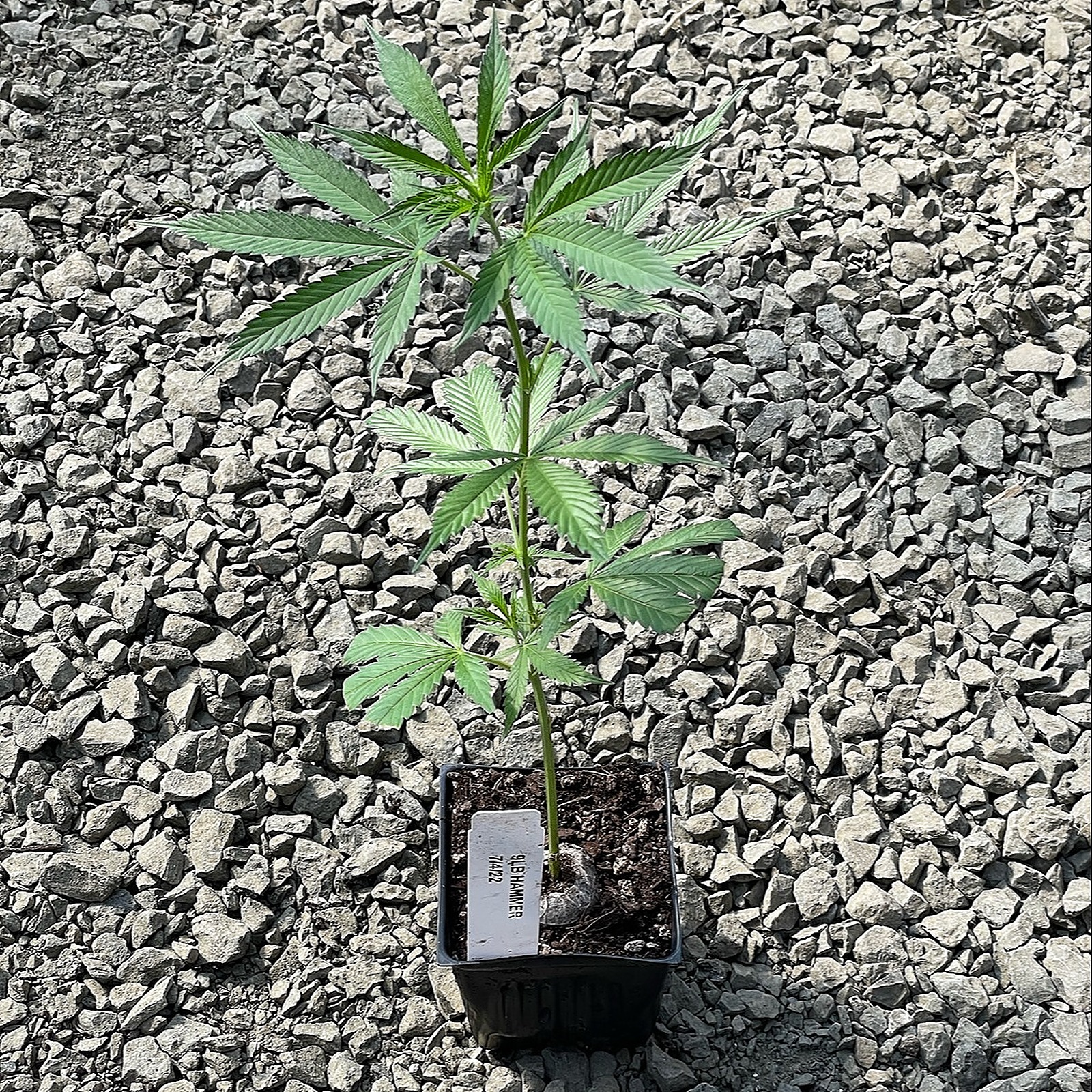 Sun Clone: 9 Lb. Hammer Clone | Leafly