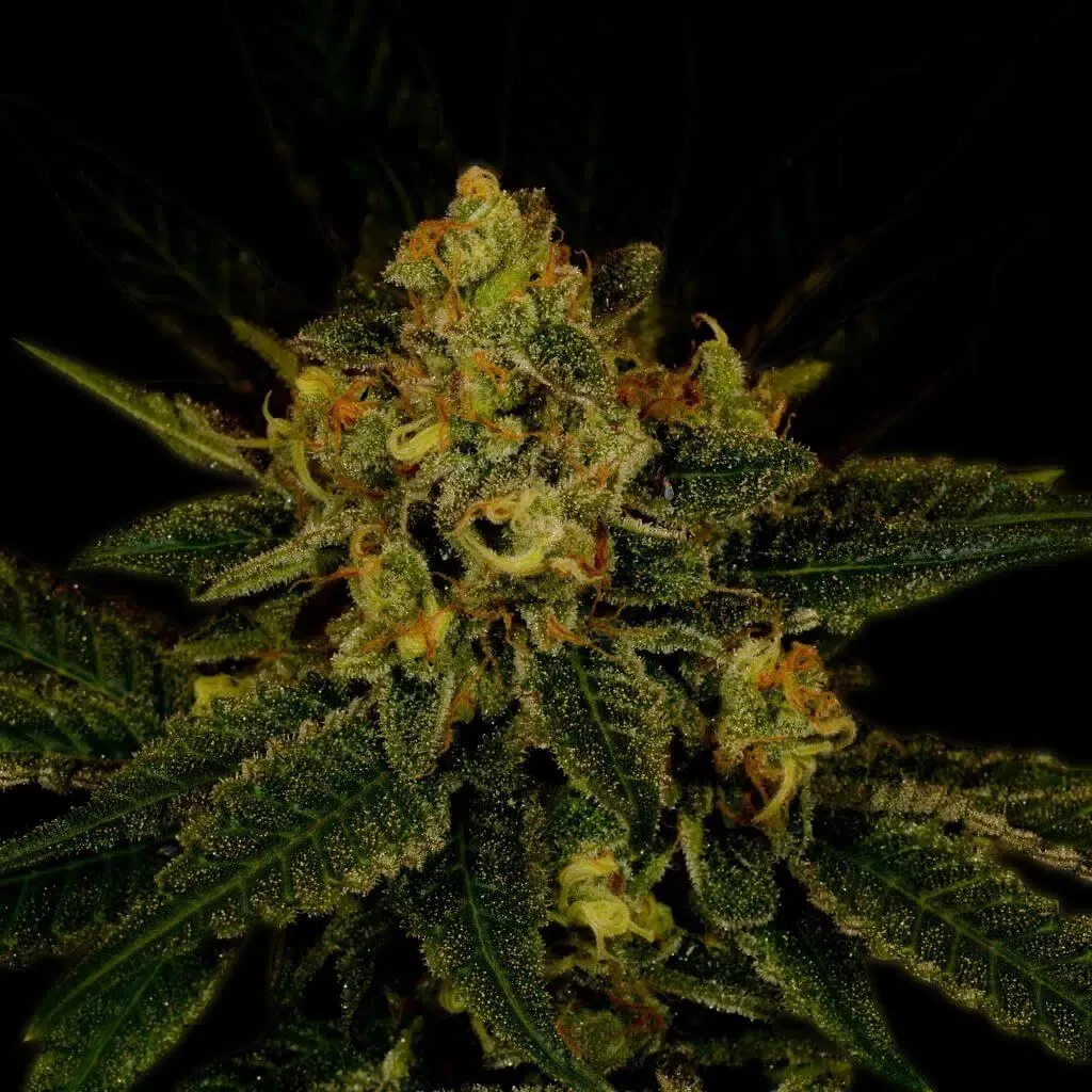 Premium Cultivars: Fruit Punch | Leafly