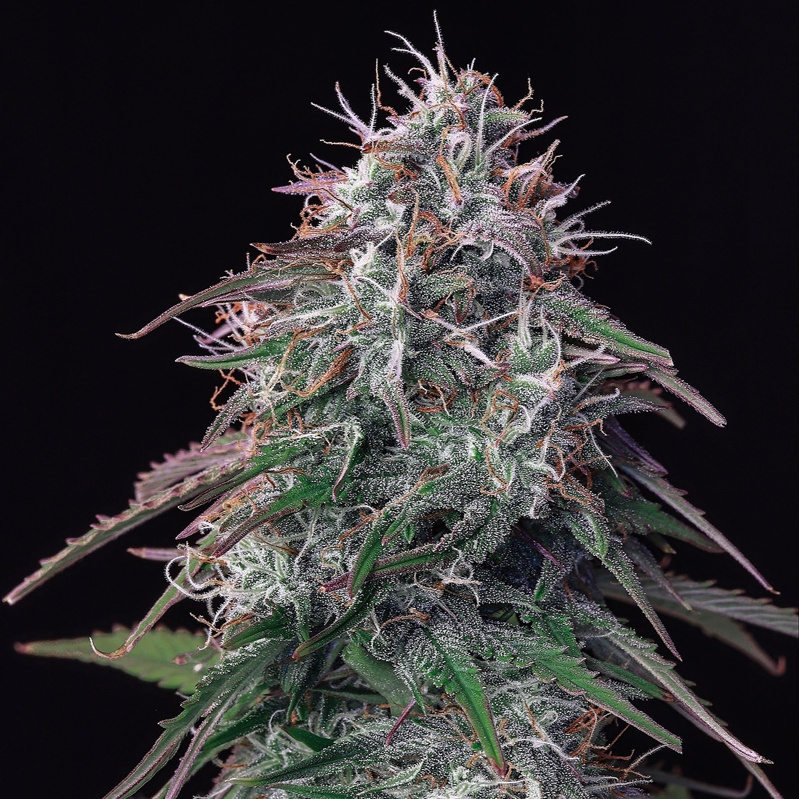 Fast Buds Autoflowering Cannabis Seeds: OG Kush Auto | Fast Buds | Leafly