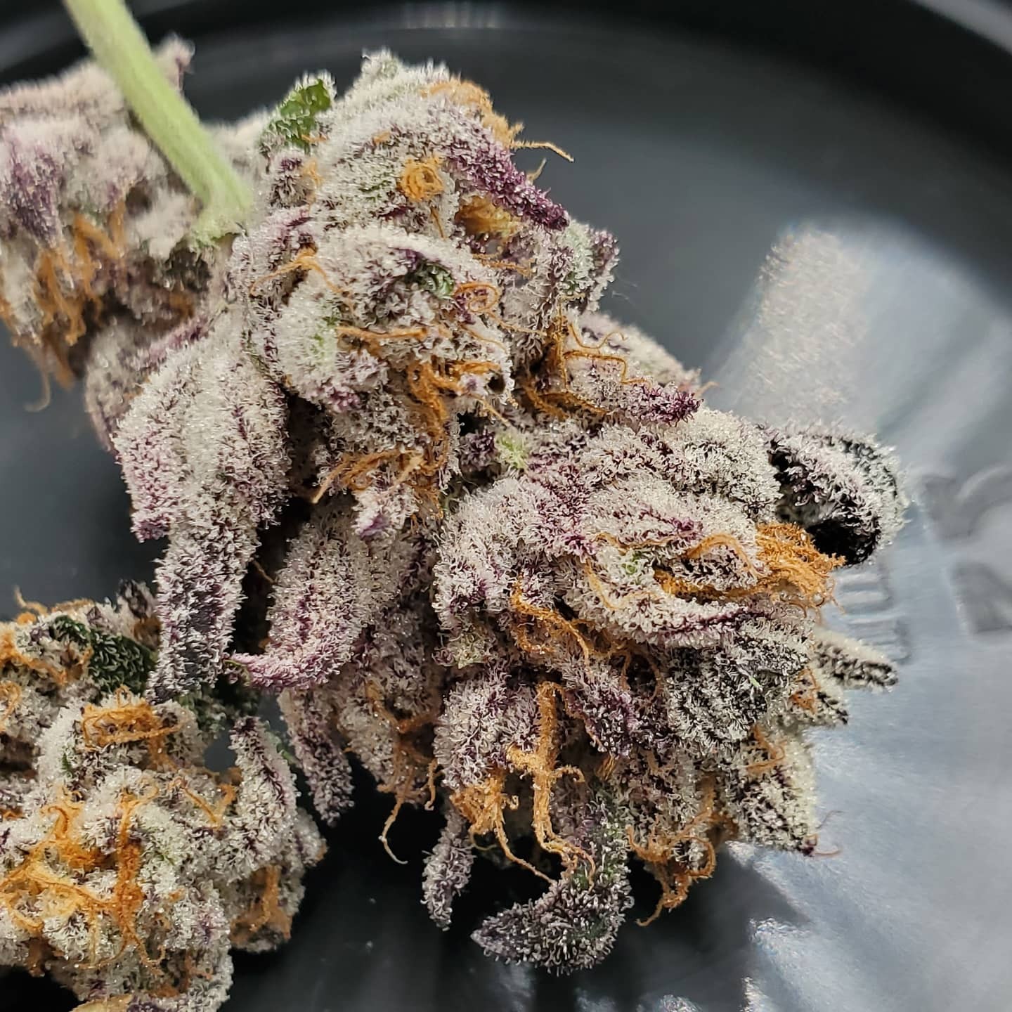 LUVLI: Garlissimo | Leafly