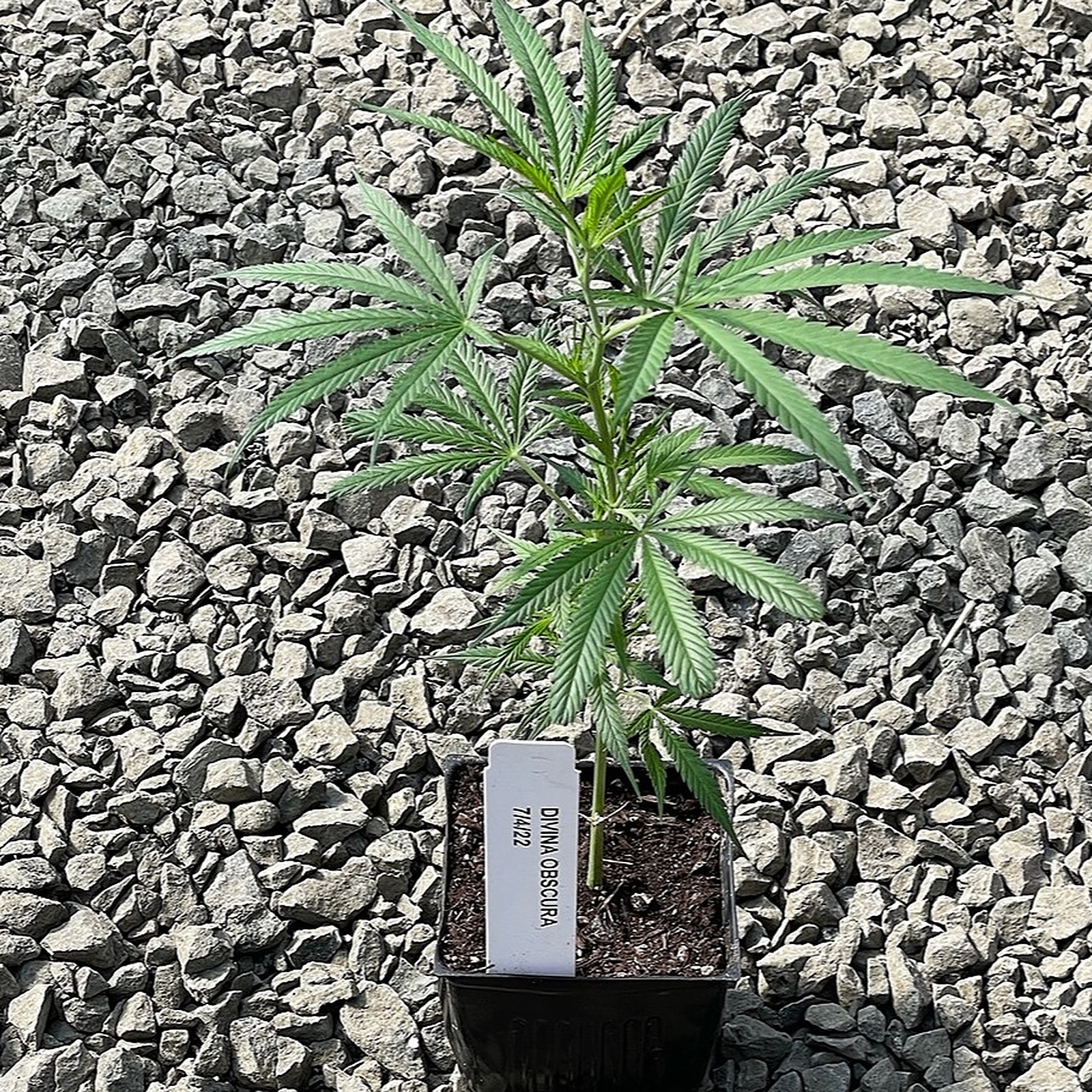 Sun Clone: Divina Obscura Clone (CBD) | Leafly