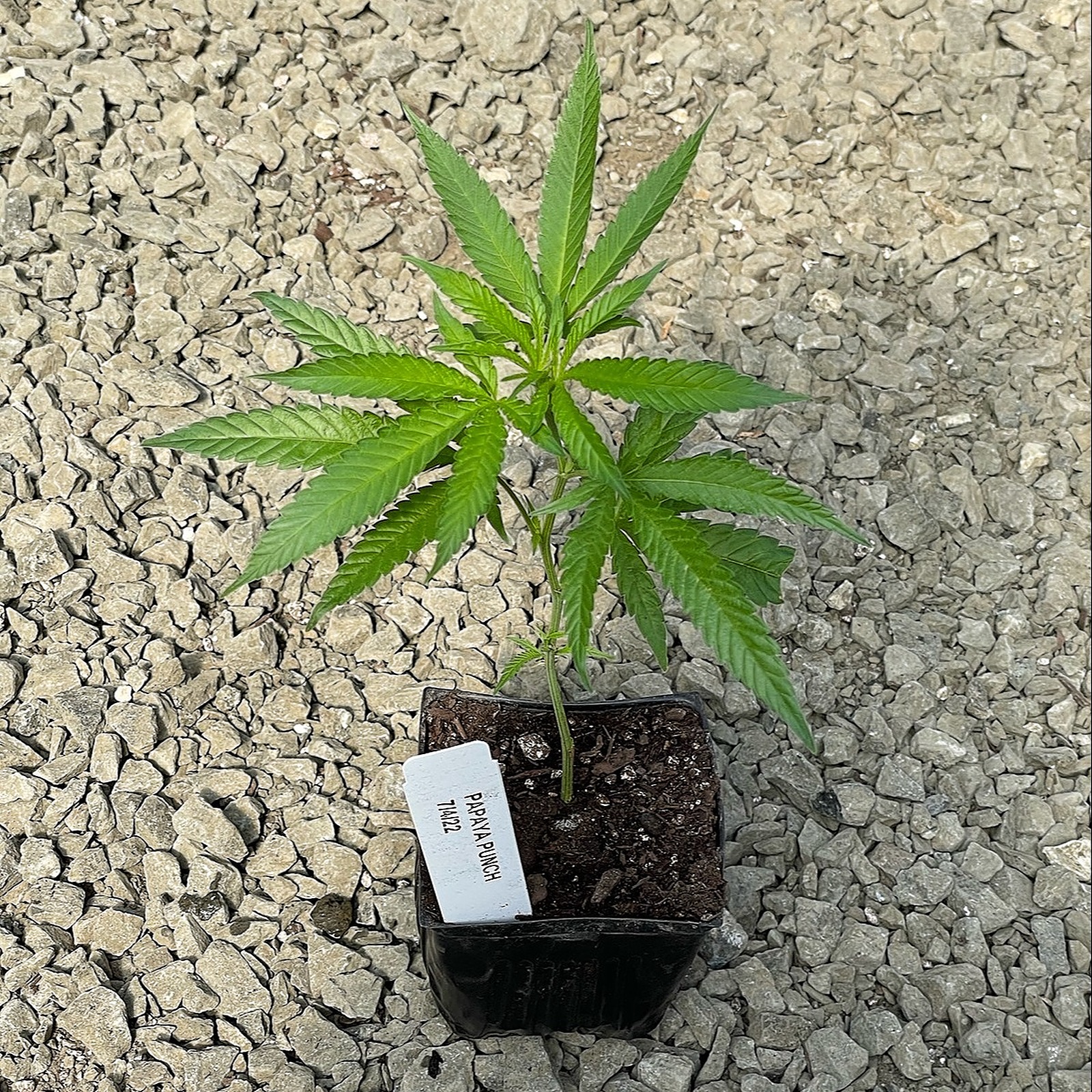 Sun Clone: Papaya Punch Clone | Leafly