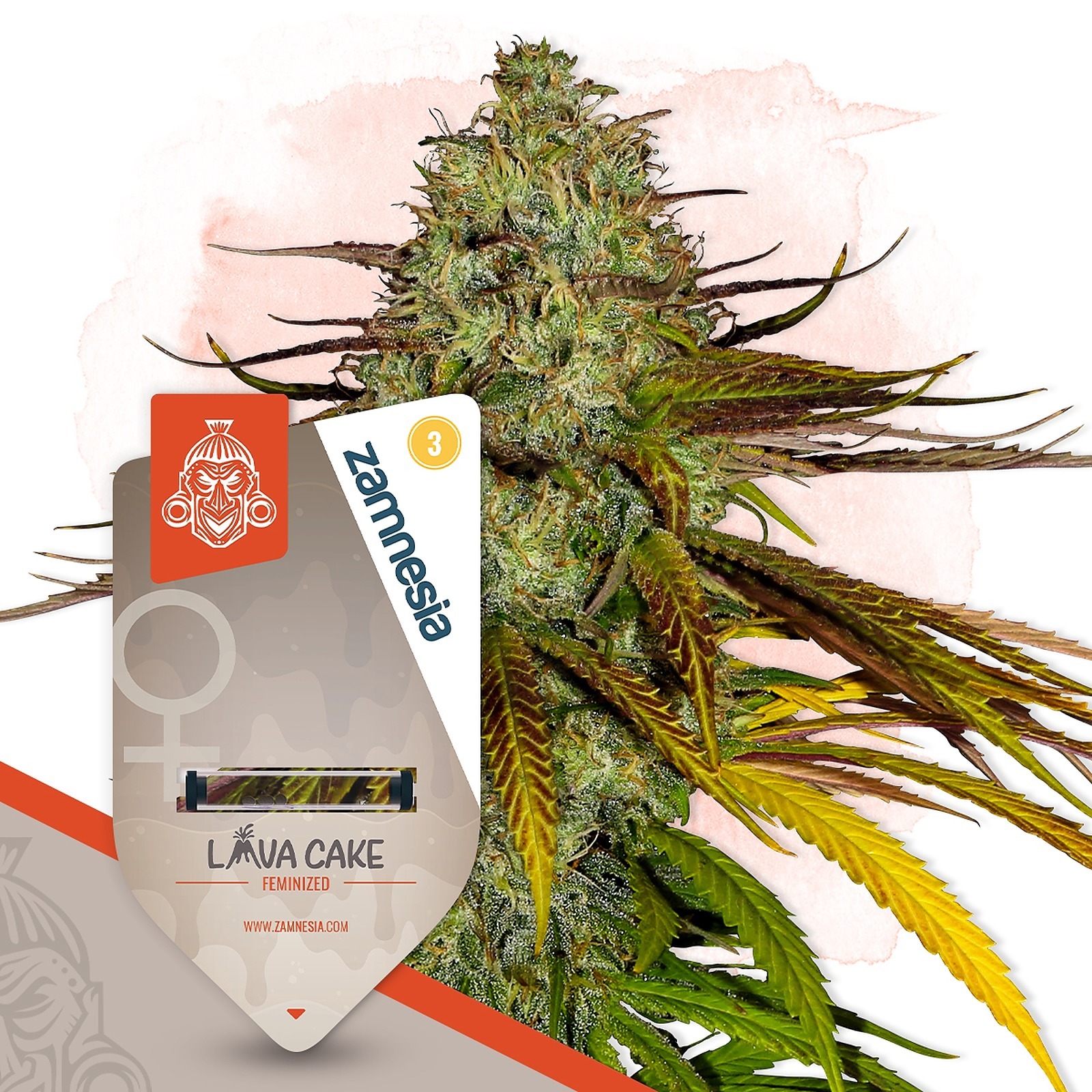 Zamnesia: Lava Cake Feminized by Zamnesia Seeds | Leafly
