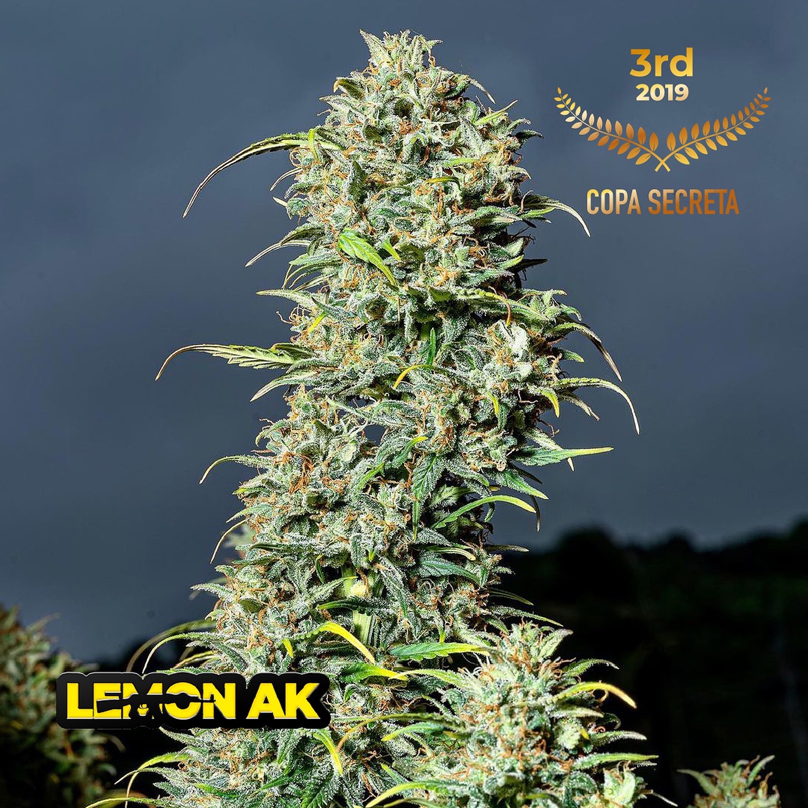 Fast Buds Autoflowering Cannabis Seeds: Lemon AK Auto | Fast Buds seeds ...