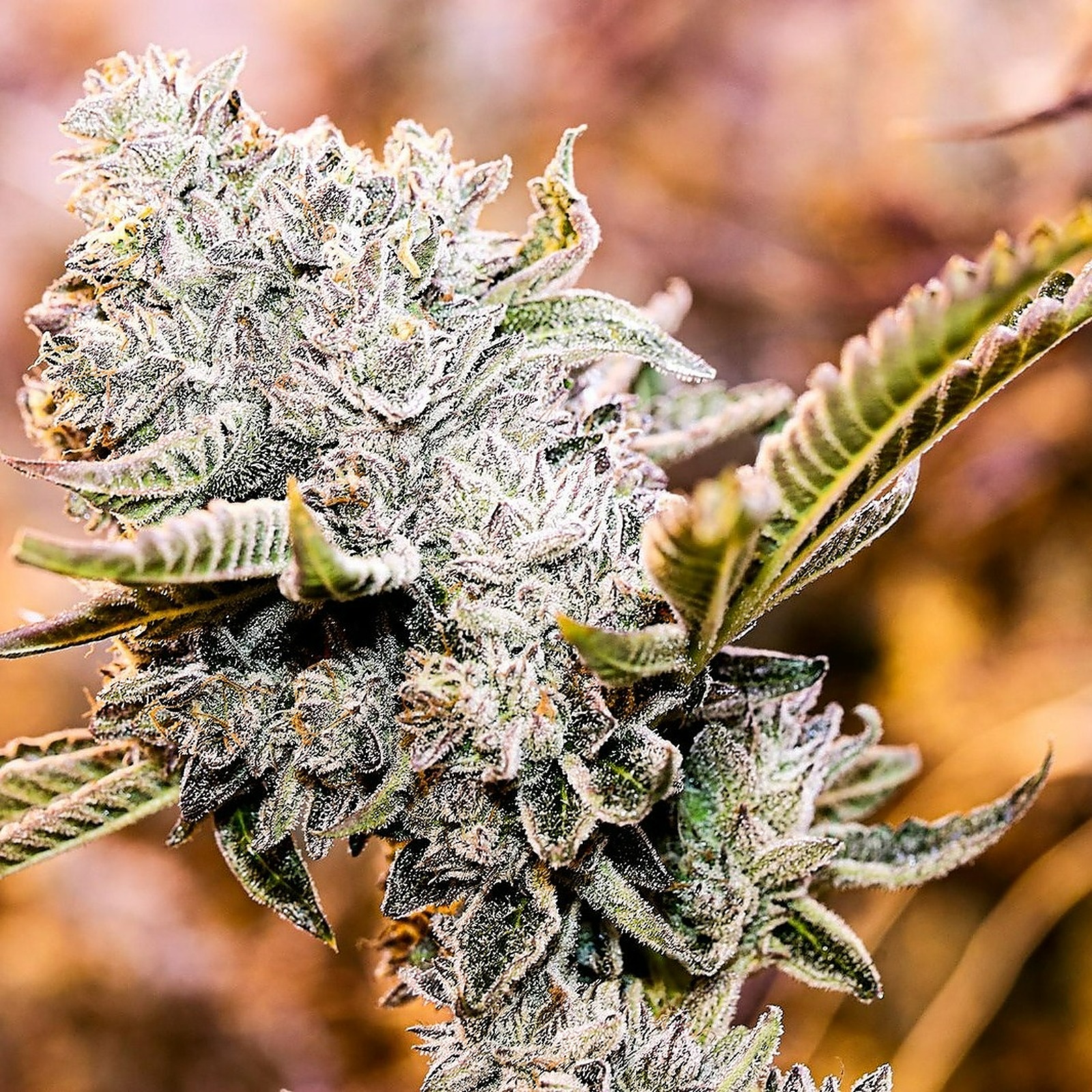 Access THC: Animal Mints | Leafly