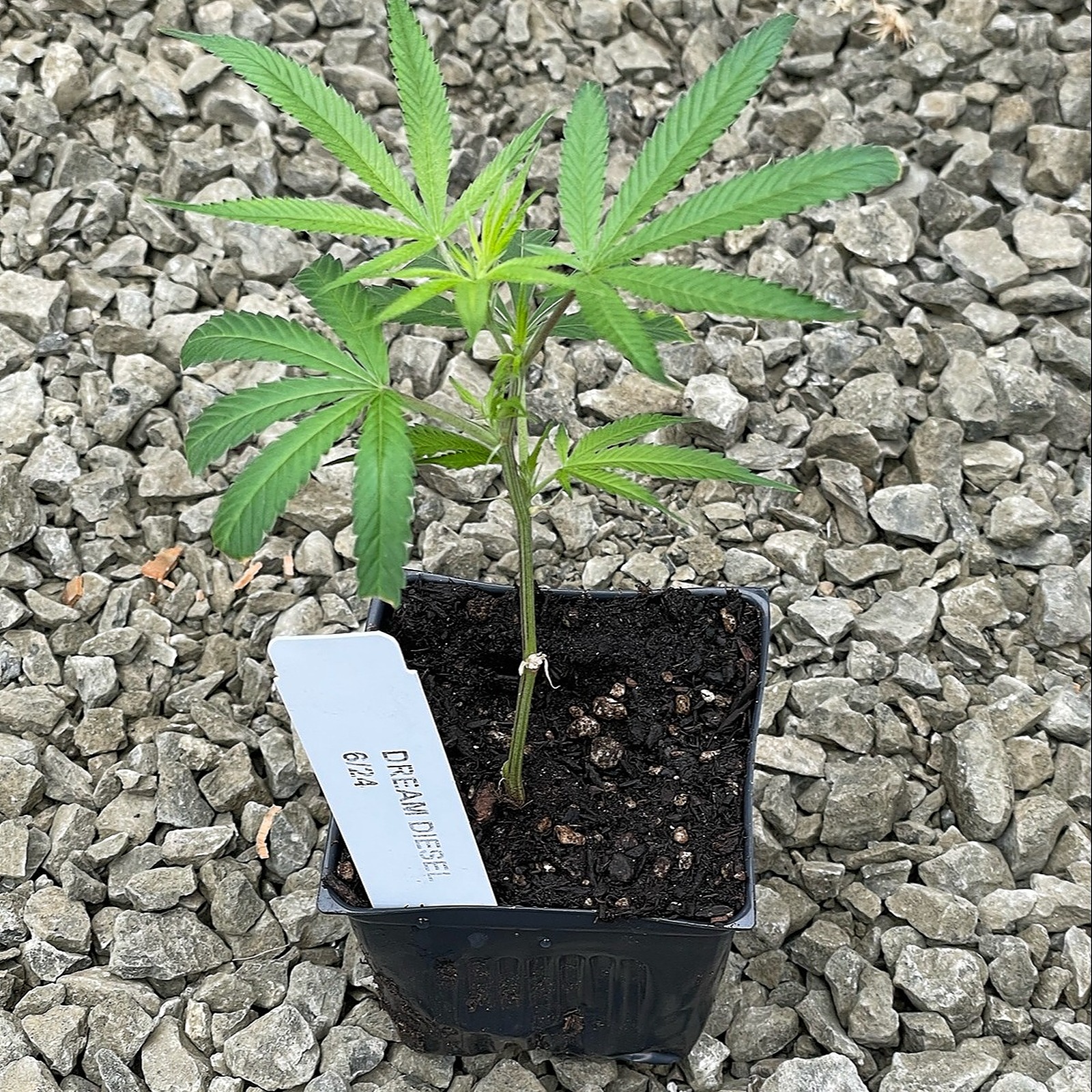 Sun Clone: Dream Diesel Clone | Leafly