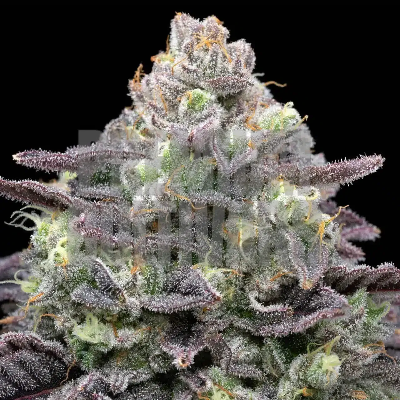 Premium Cultivars: Berry Pie | Leafly
