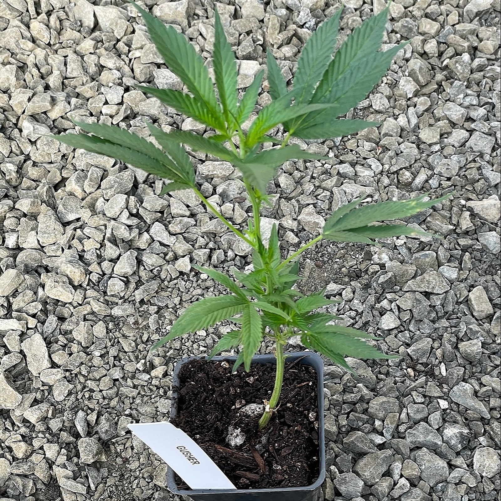 Sun Clone: Gusher Clone | Leafly