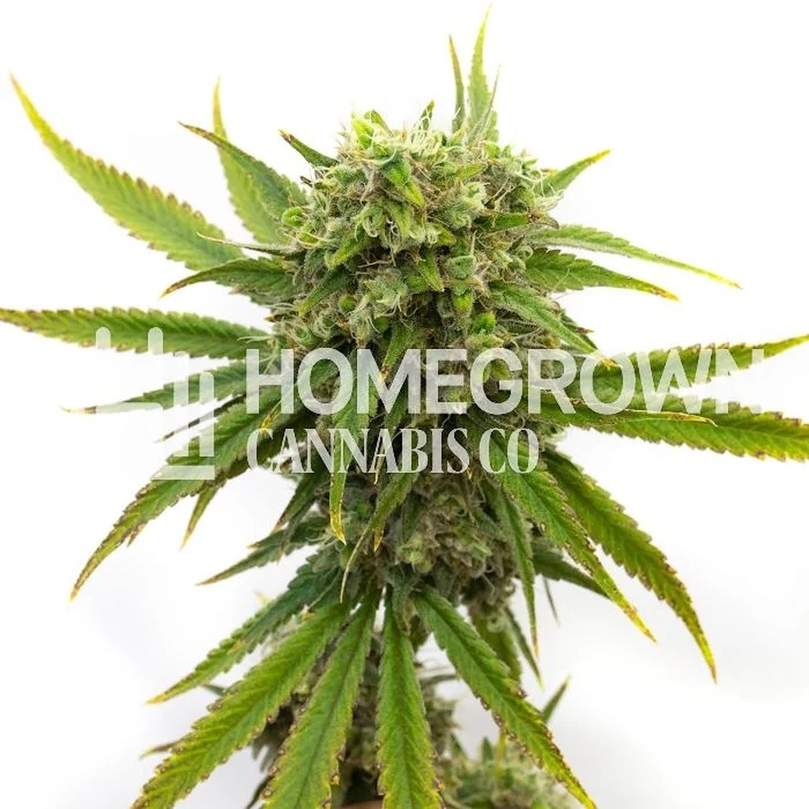 Homegrown Cannabis Co.: Stardawg Weed Seeds | Leafly Homegrown Cannabis Co.: Stardawg Weed Seeds | Leafly