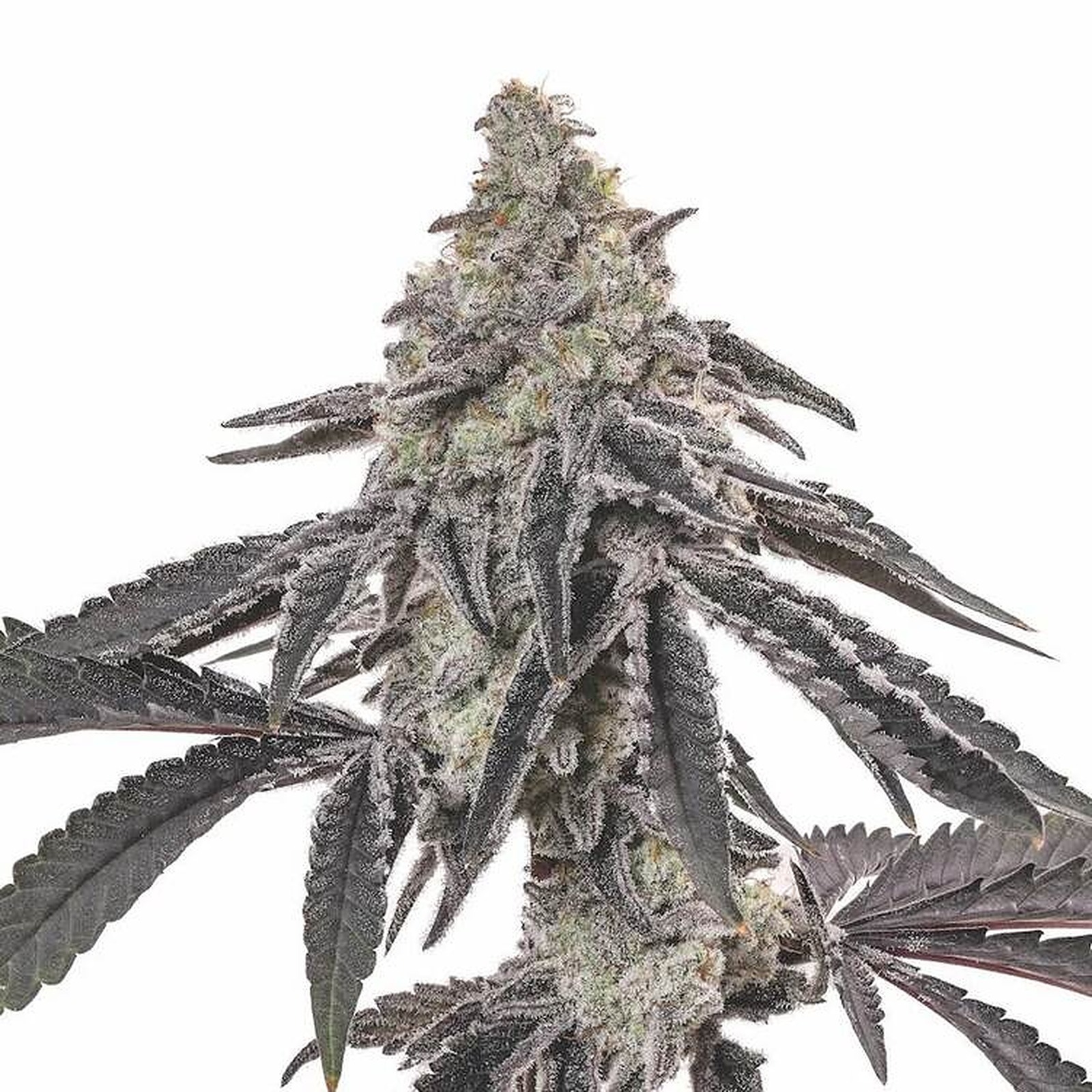 United Cannabis Seeds: Shishkaberry Feminized | Leafly