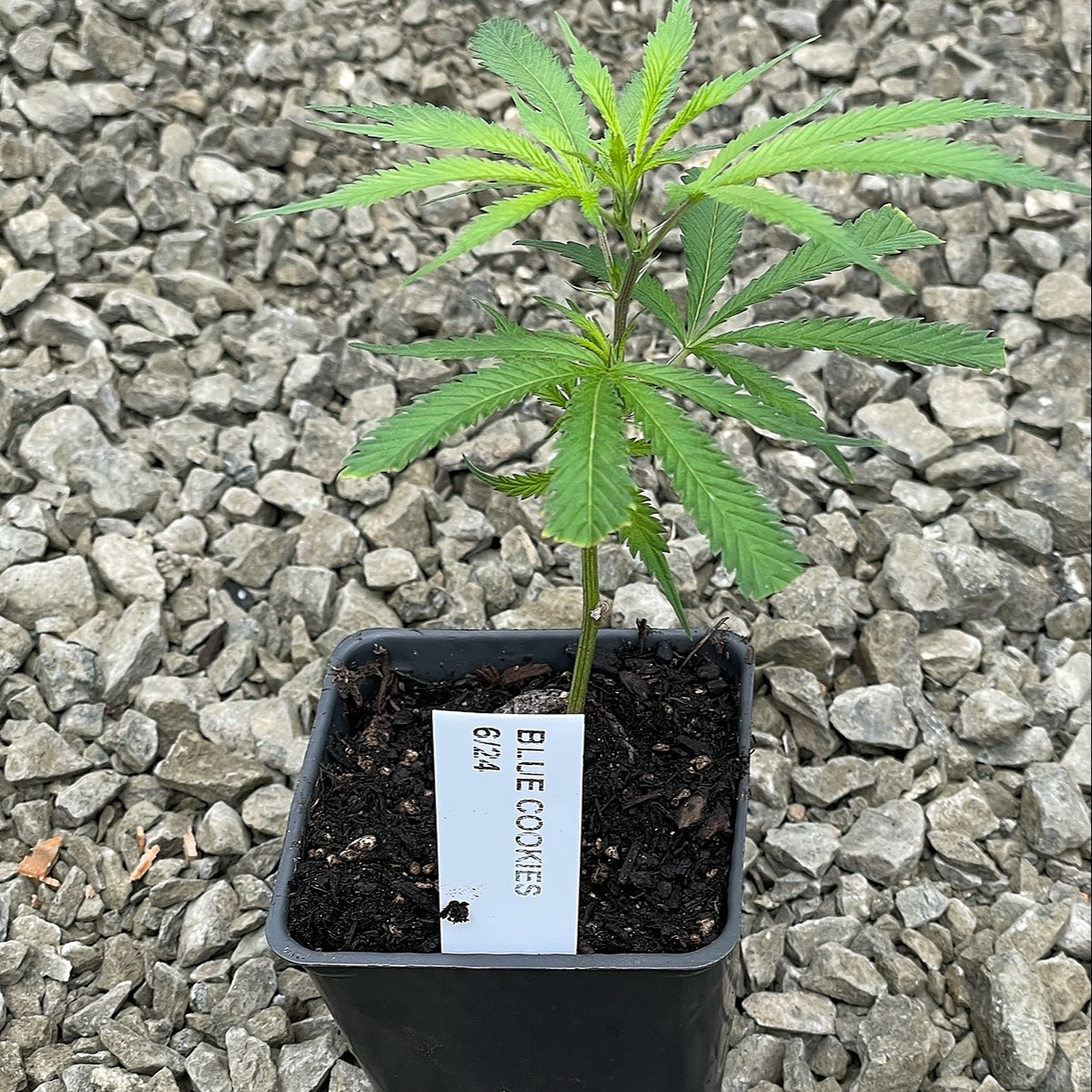 Sun Clone: Blue Cookies Clone | Leafly