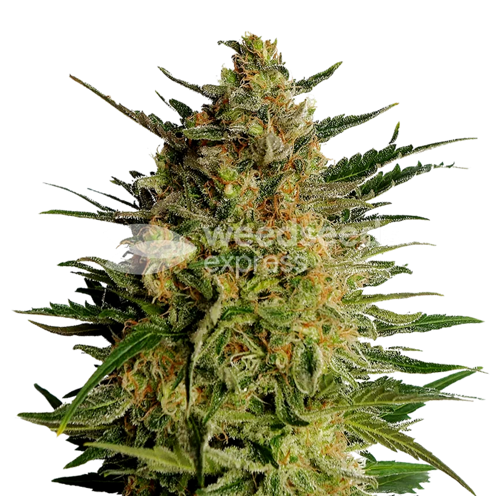 WeedSeedsExpress: AK 47 Autoflower Seeds | Leafly