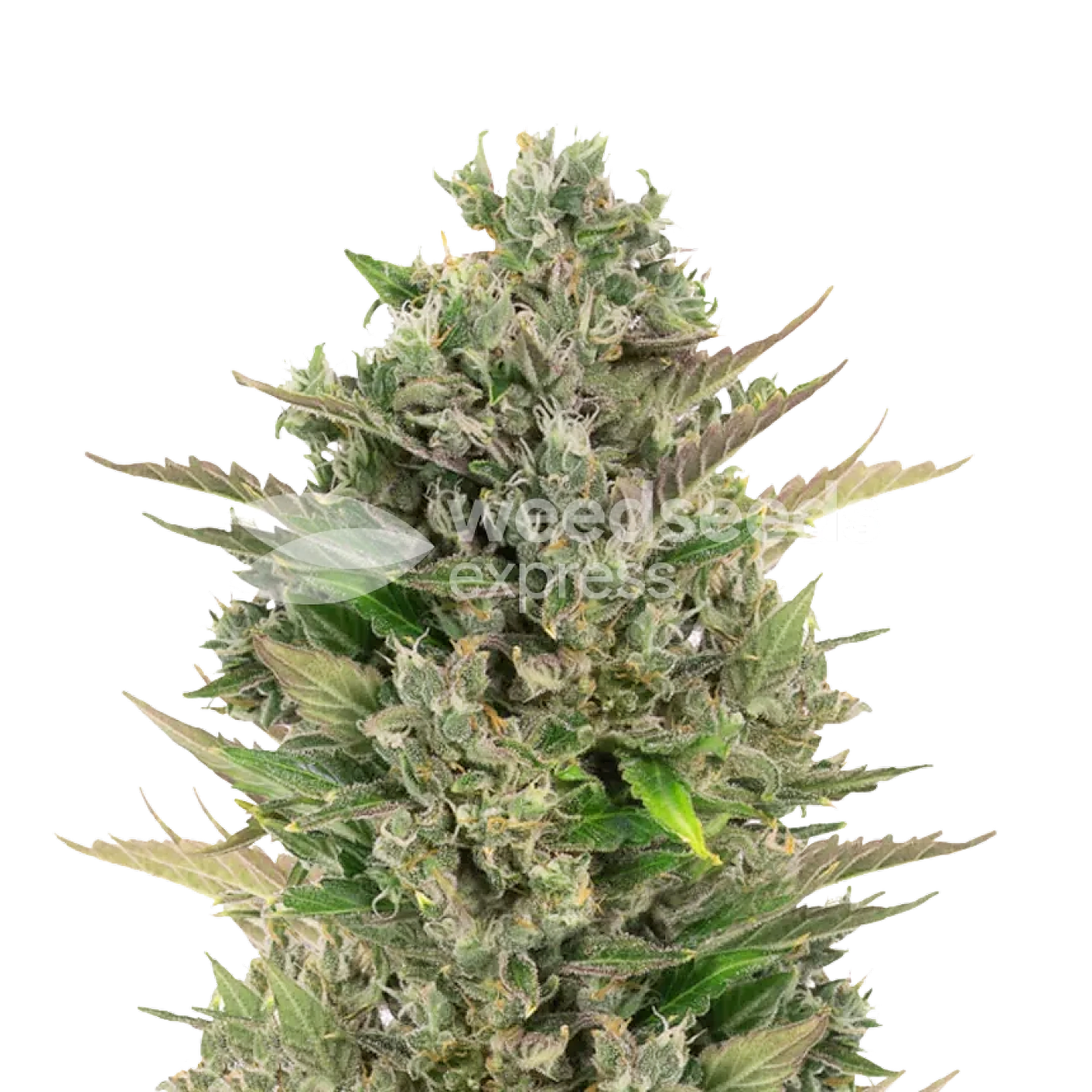 WeedSeedsExpress: CBD Critical Mass Autoflower Seeds | Leafly