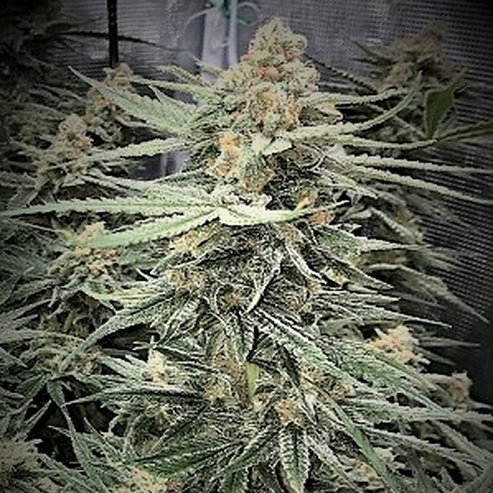 Quebec Cannabis Seeds: Blueberry Kush X AK 47 Cannabis Seeds Feminized ...