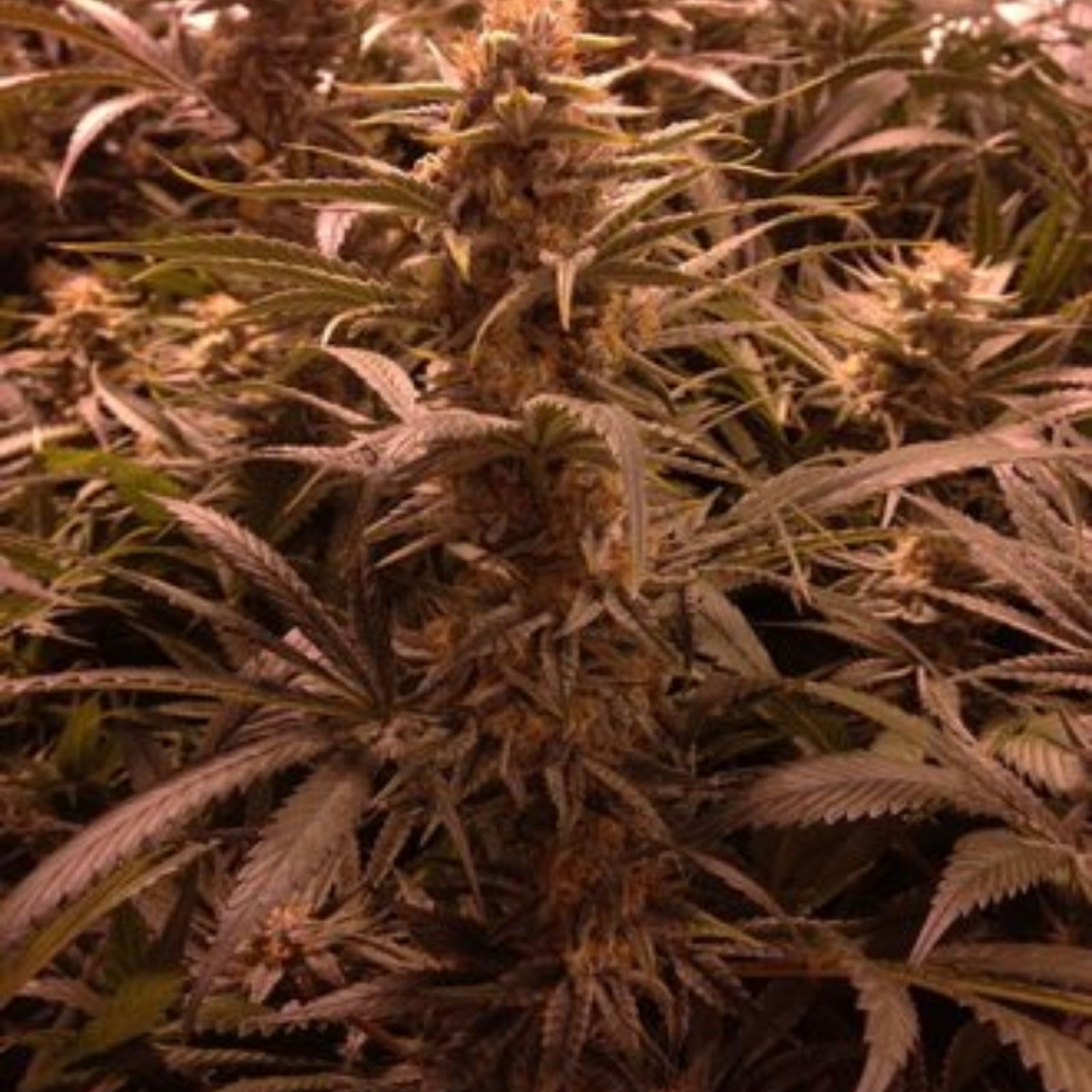 Strainly: Starfighter seeds | Leafly