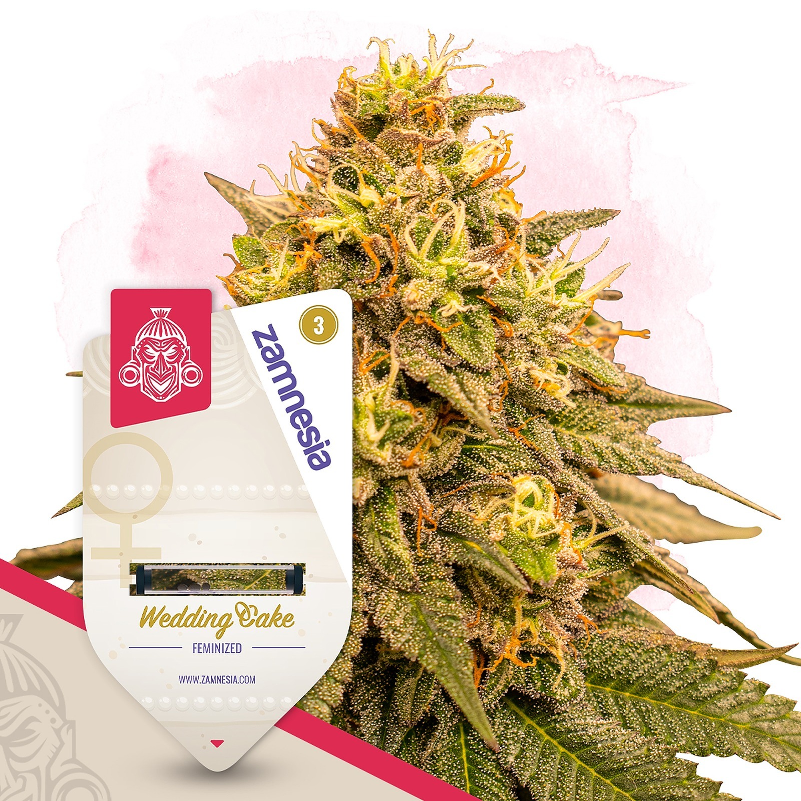 Zamnesia: Wedding Cake Feminized by Zamnesia Seeds | Leafly