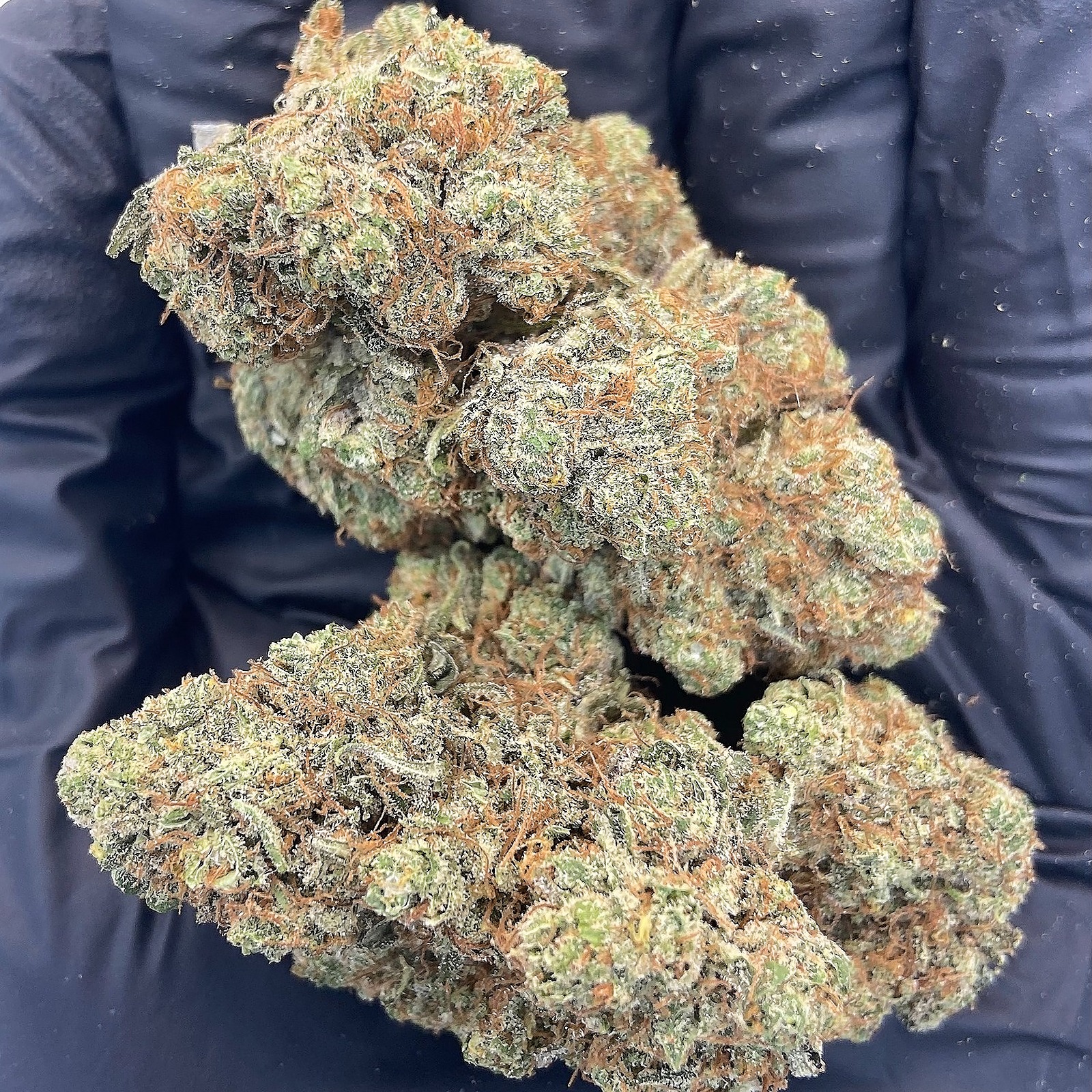 Hemp Hop Indoor Orange Crush Leafly