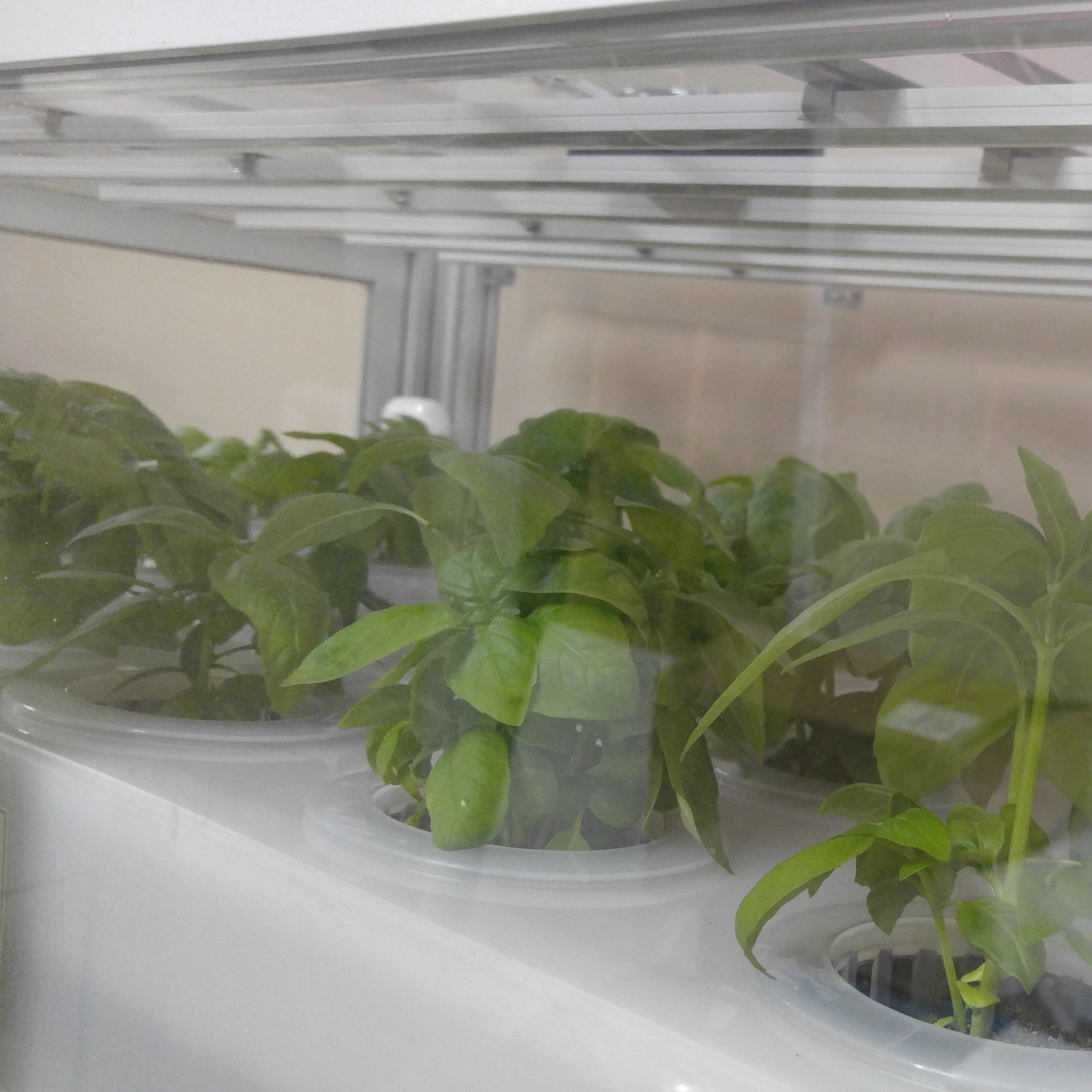 Medigrow Innovation: Indoor Hydroponic Cloning/Vegging Chamber - C2001 ...