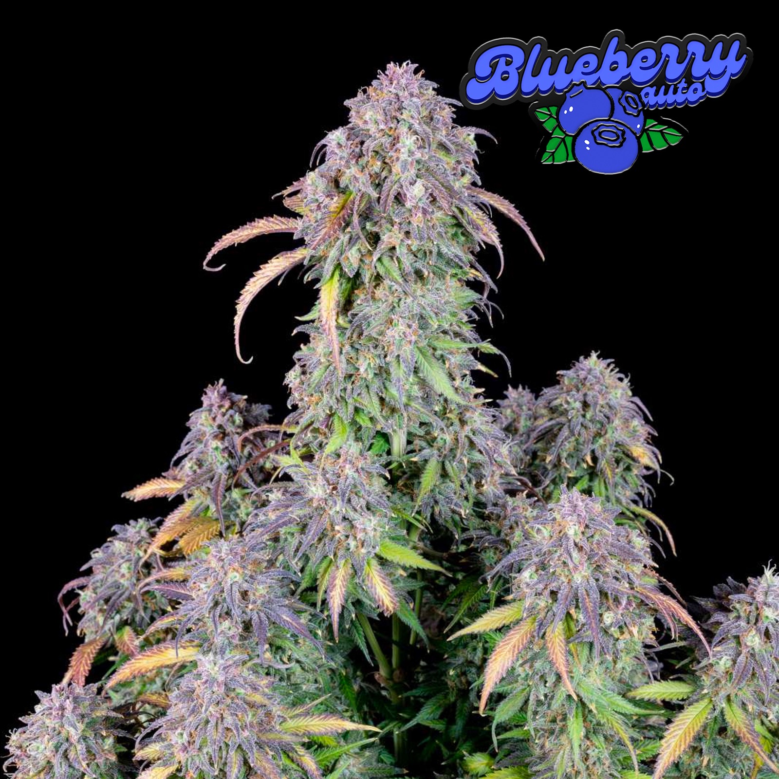 Fast Buds Autoflowering Cannabis Seeds: Blueberry Auto | Fast Buds seeds | Leafly