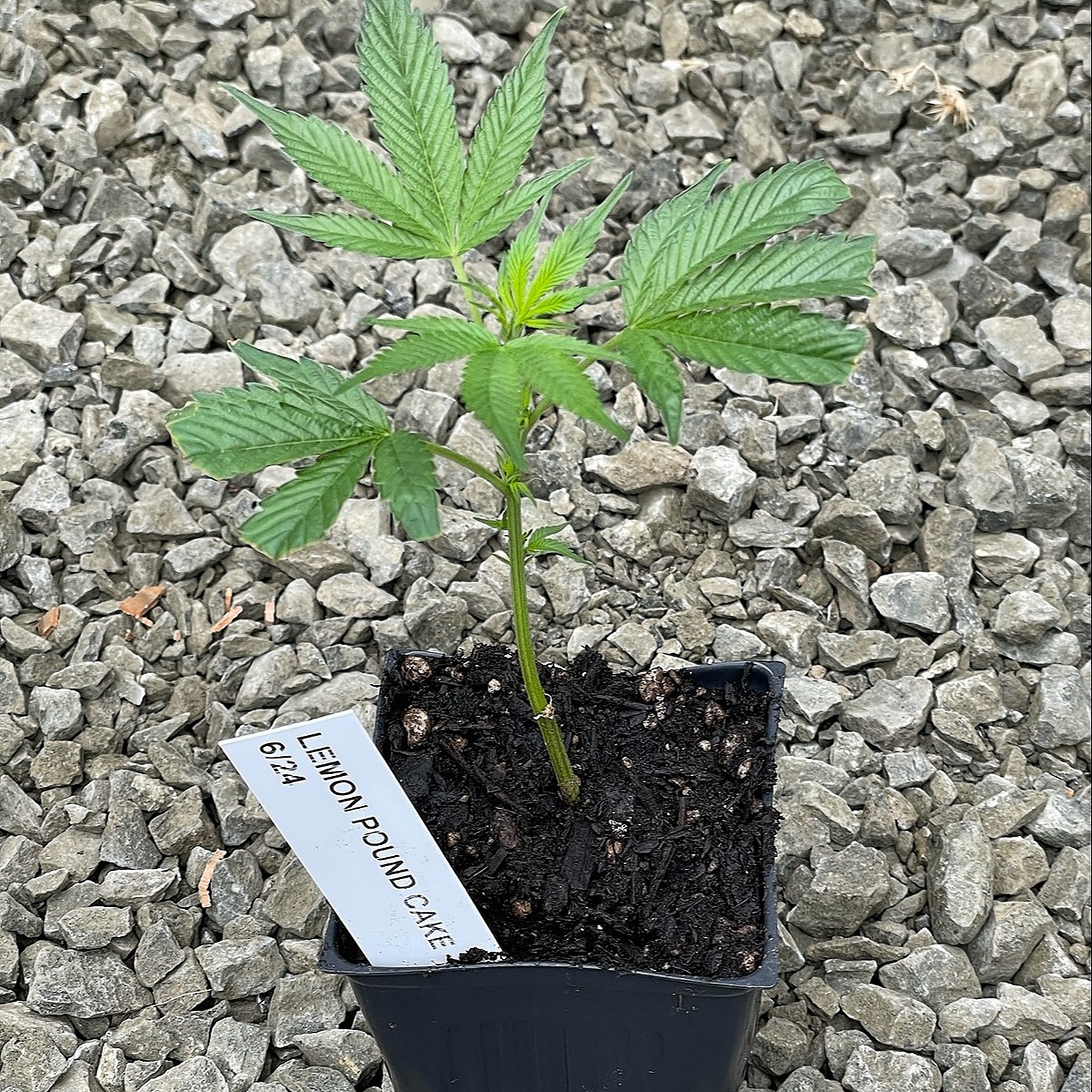 Sun Clone: Lemon Pound Cake Clone | Leafly