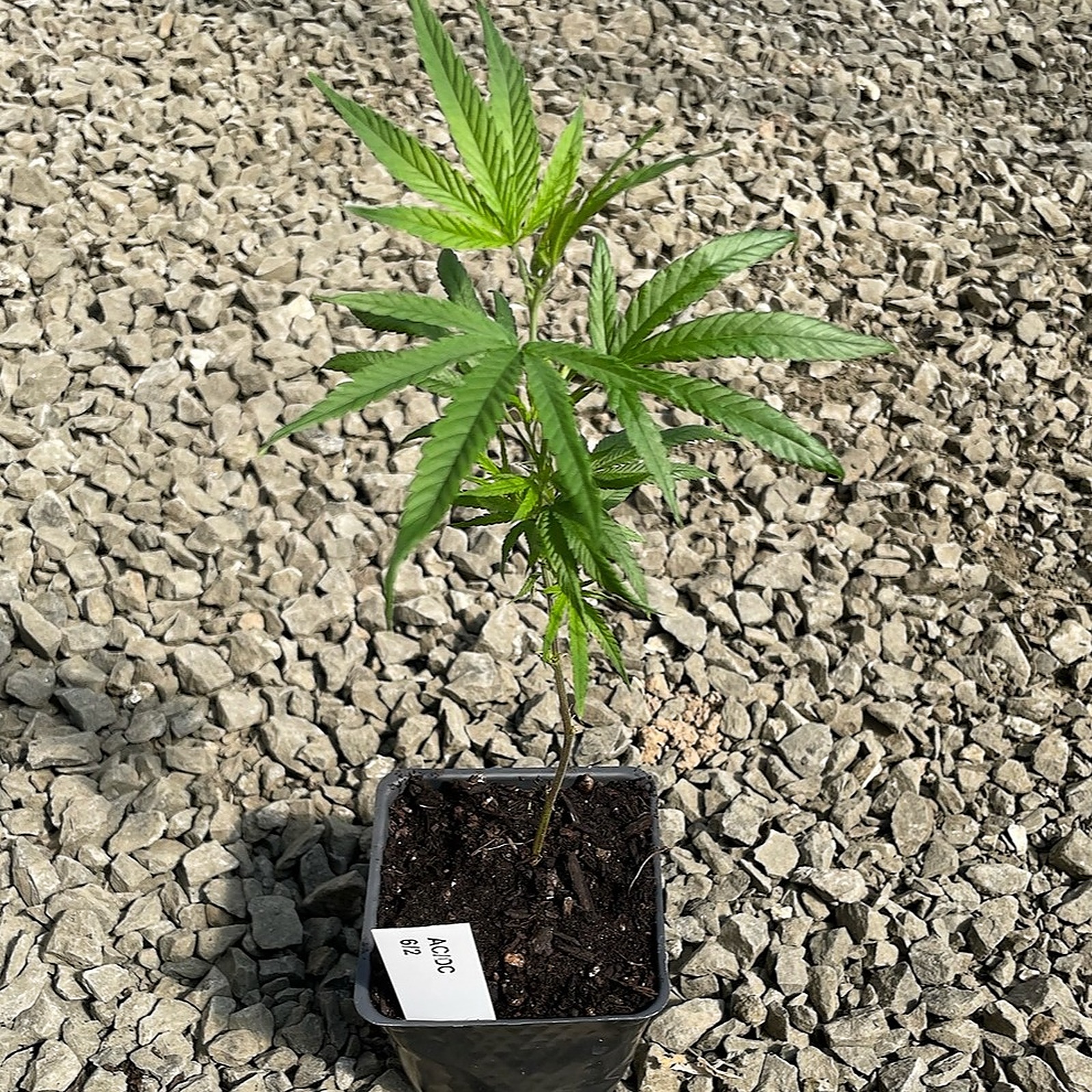 Sun Clone: AC/DC (CBD) Clone | Leafly