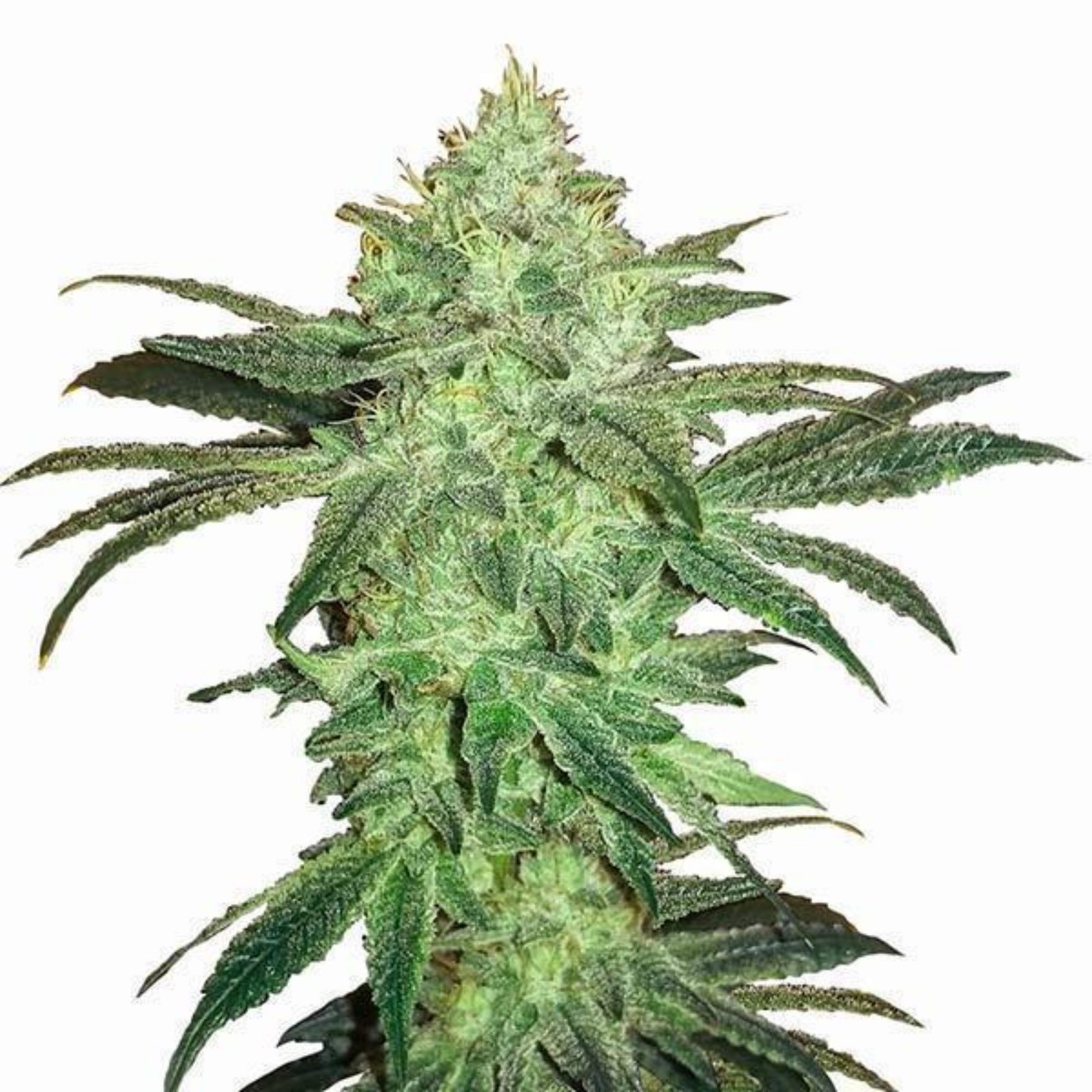 Seed Bank: GG4 (f.k.a. Gorilla Glue #4) | Leafly