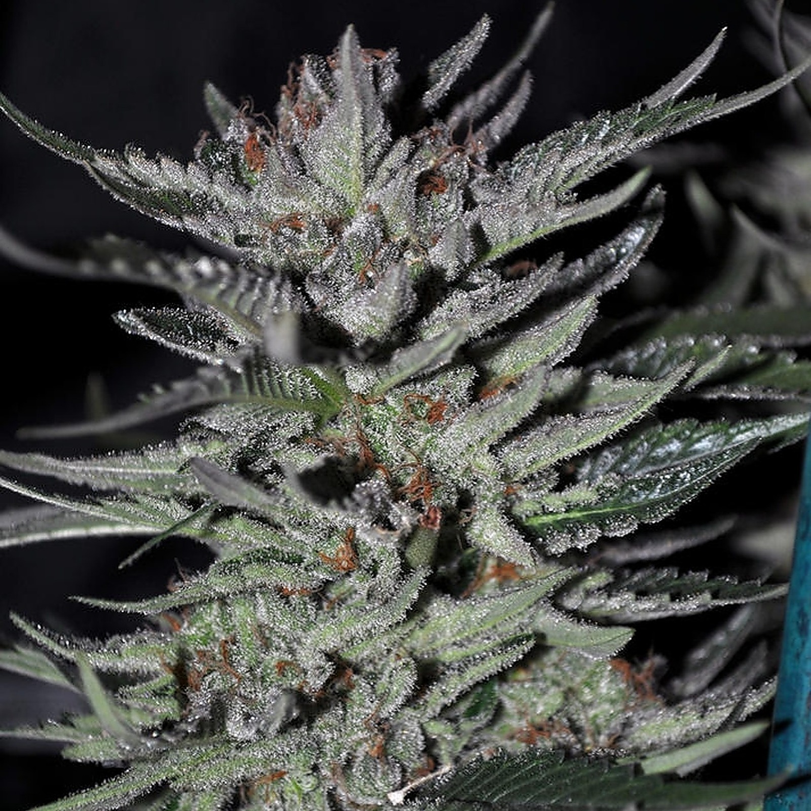 United Cannabis Seeds: Blue Moonrocks Feminized | Leafly