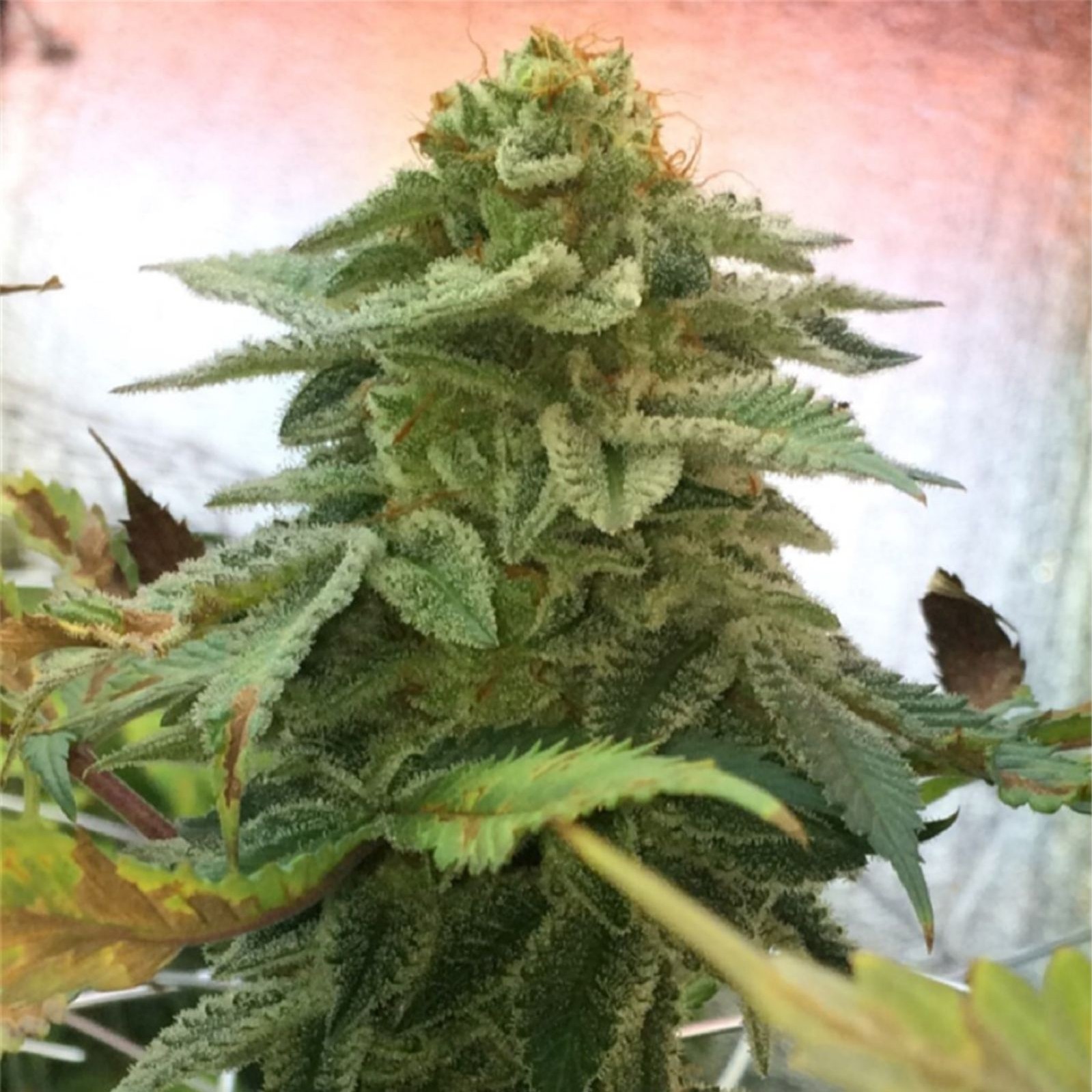 Sixtech: GG#4 (f.k.a Gorilla Glue #4) | Leafly