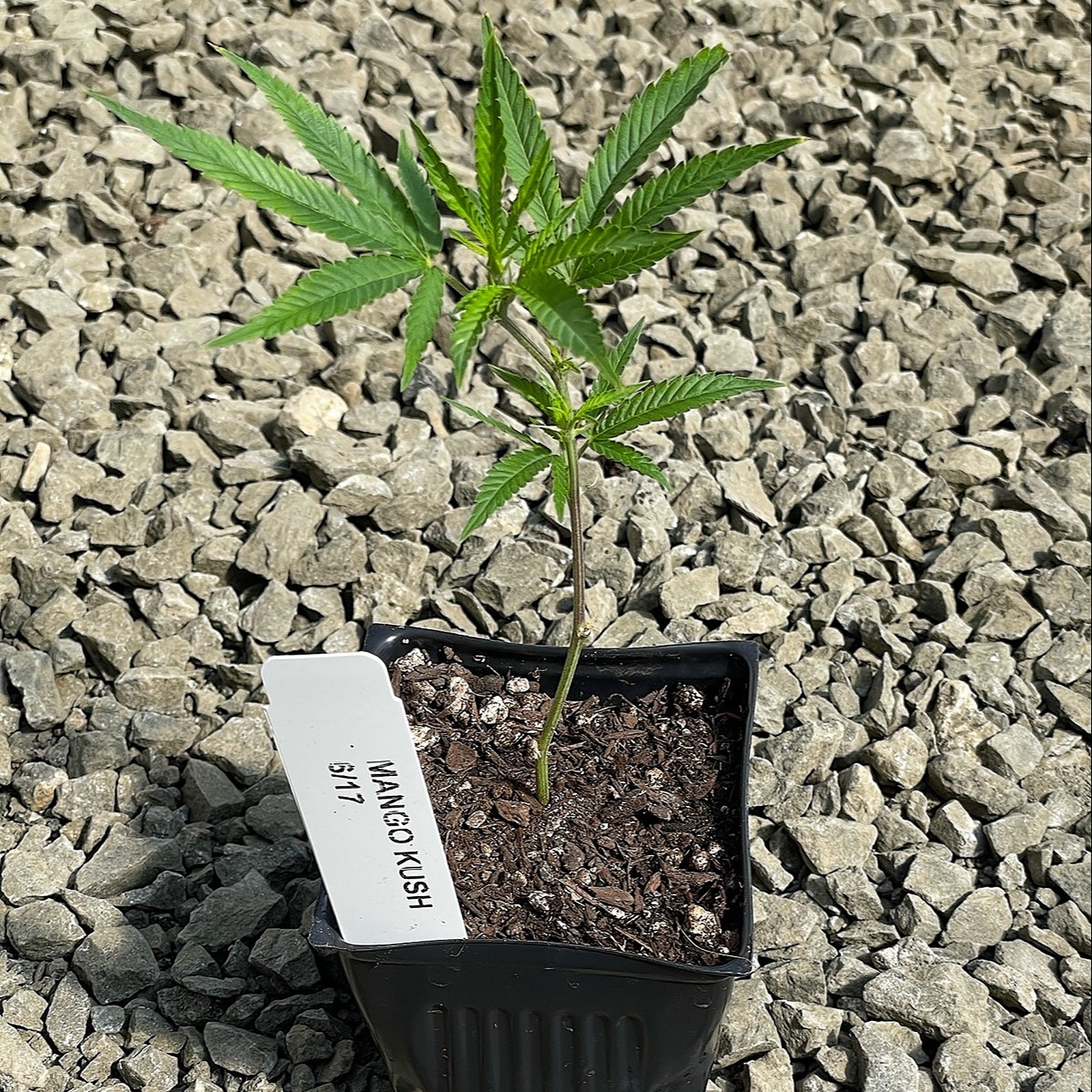 Sun Clone: Mango Kush Clone | Leafly
