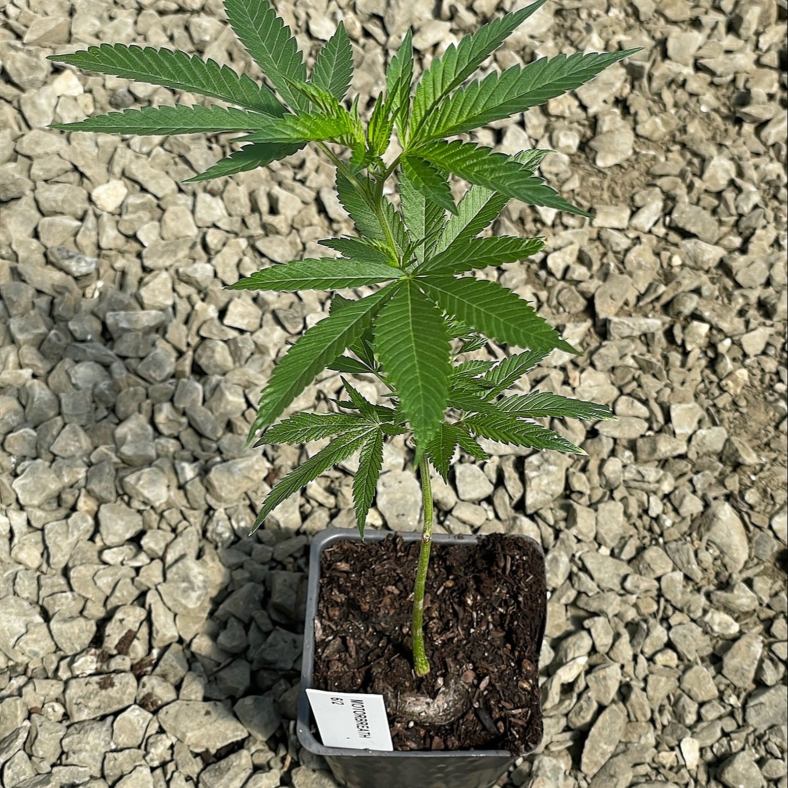 Sun Clone: Motor Breath 15 Clone | Leafly