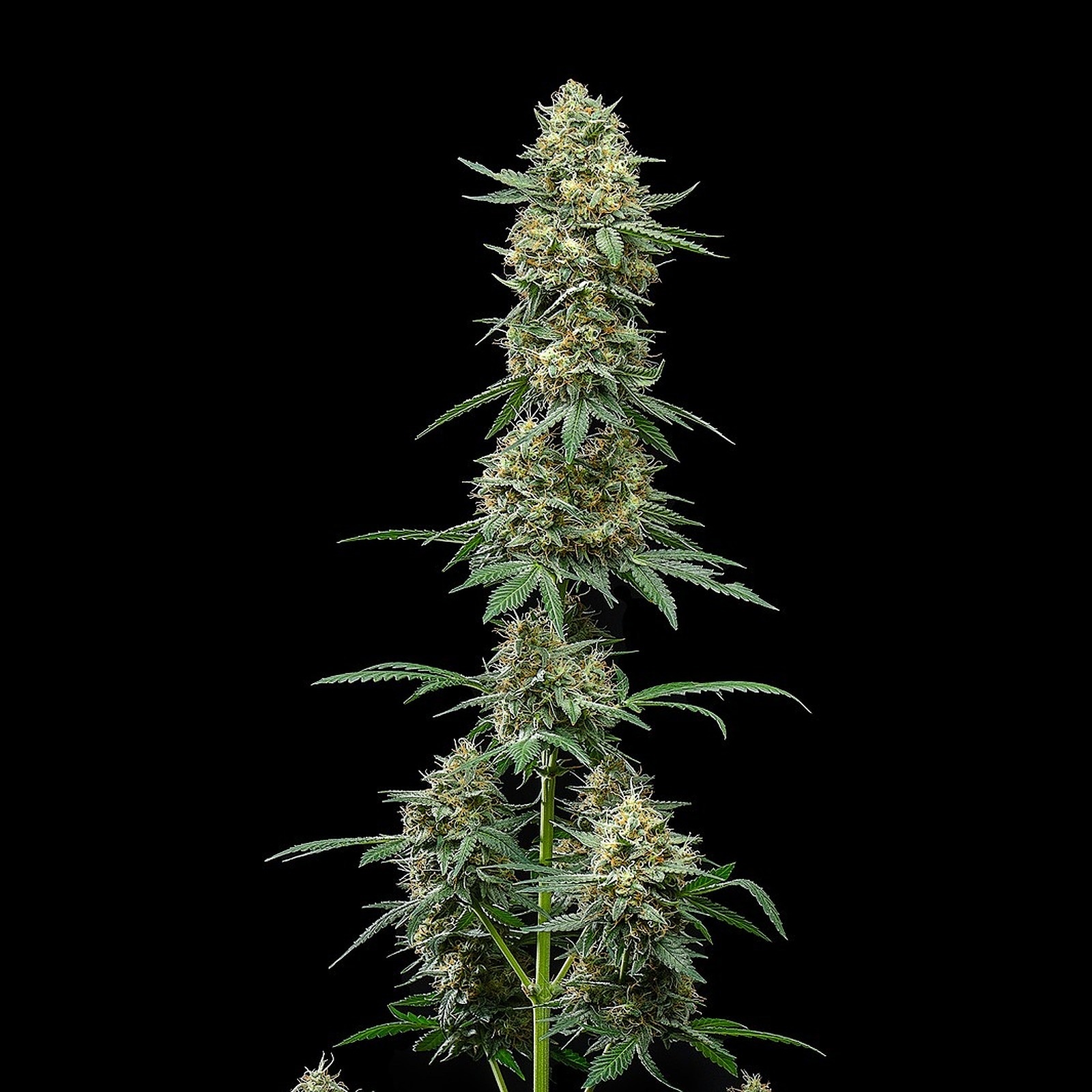 Atlas Seed: Fog Dog | Leafly