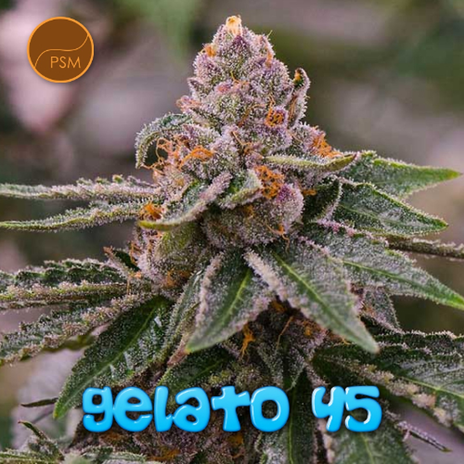 Premium Seed Market: Gelato 45 (feminized) | Leafly