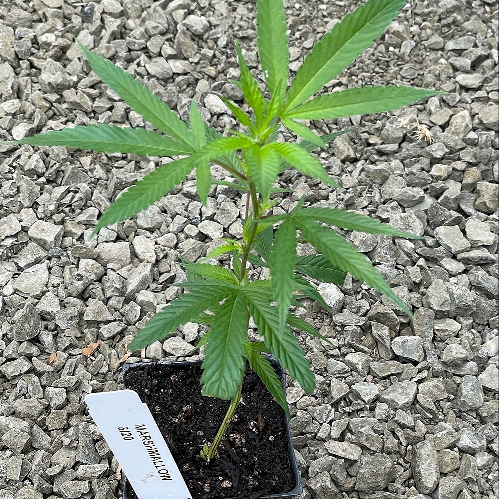 Sun Clone: Marshmallow Clone | Leafly