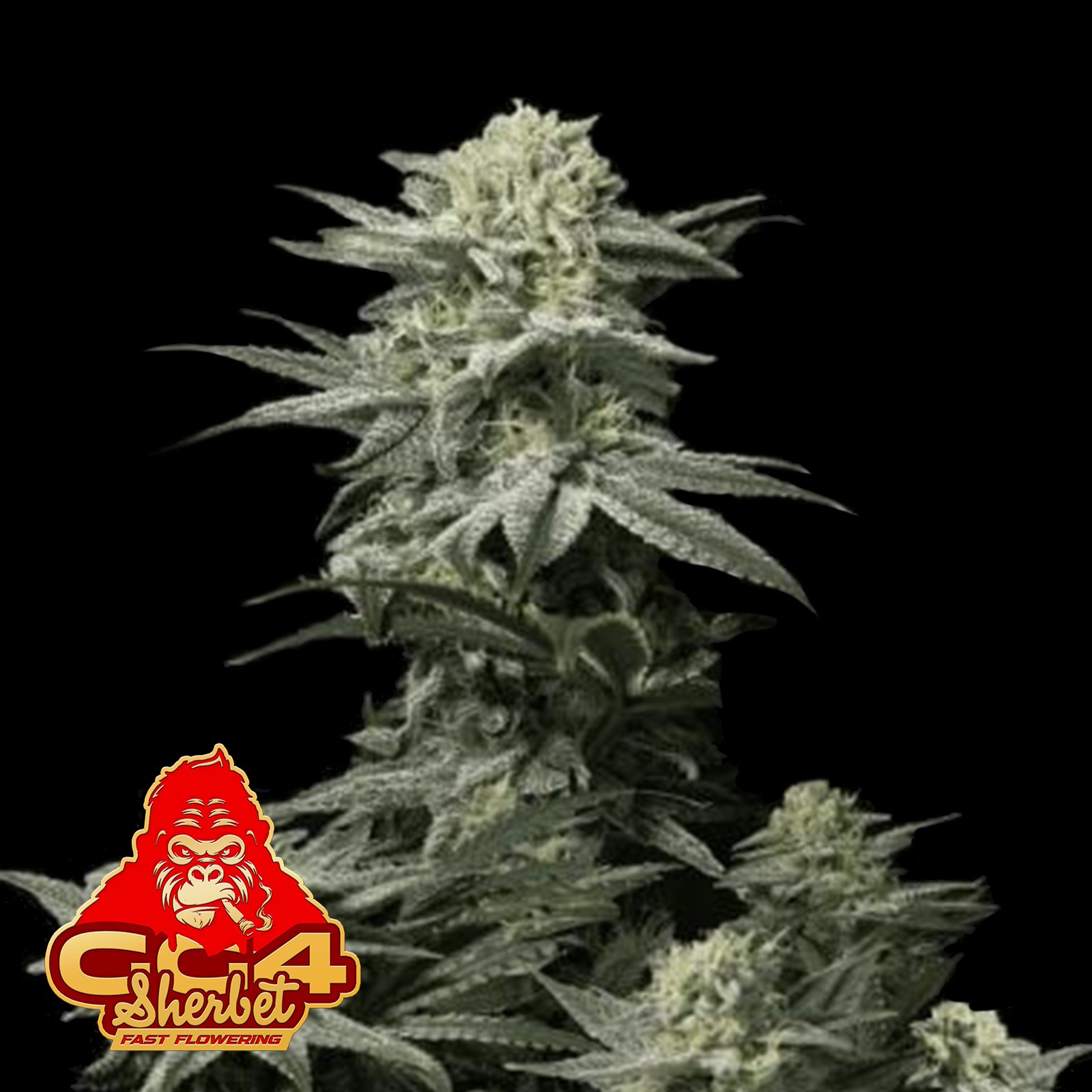 Fast Buds Autoflowering Cannabis Seeds: GG4 Sherbet FF | Fast Buds Fastflowering seeds | Leafly