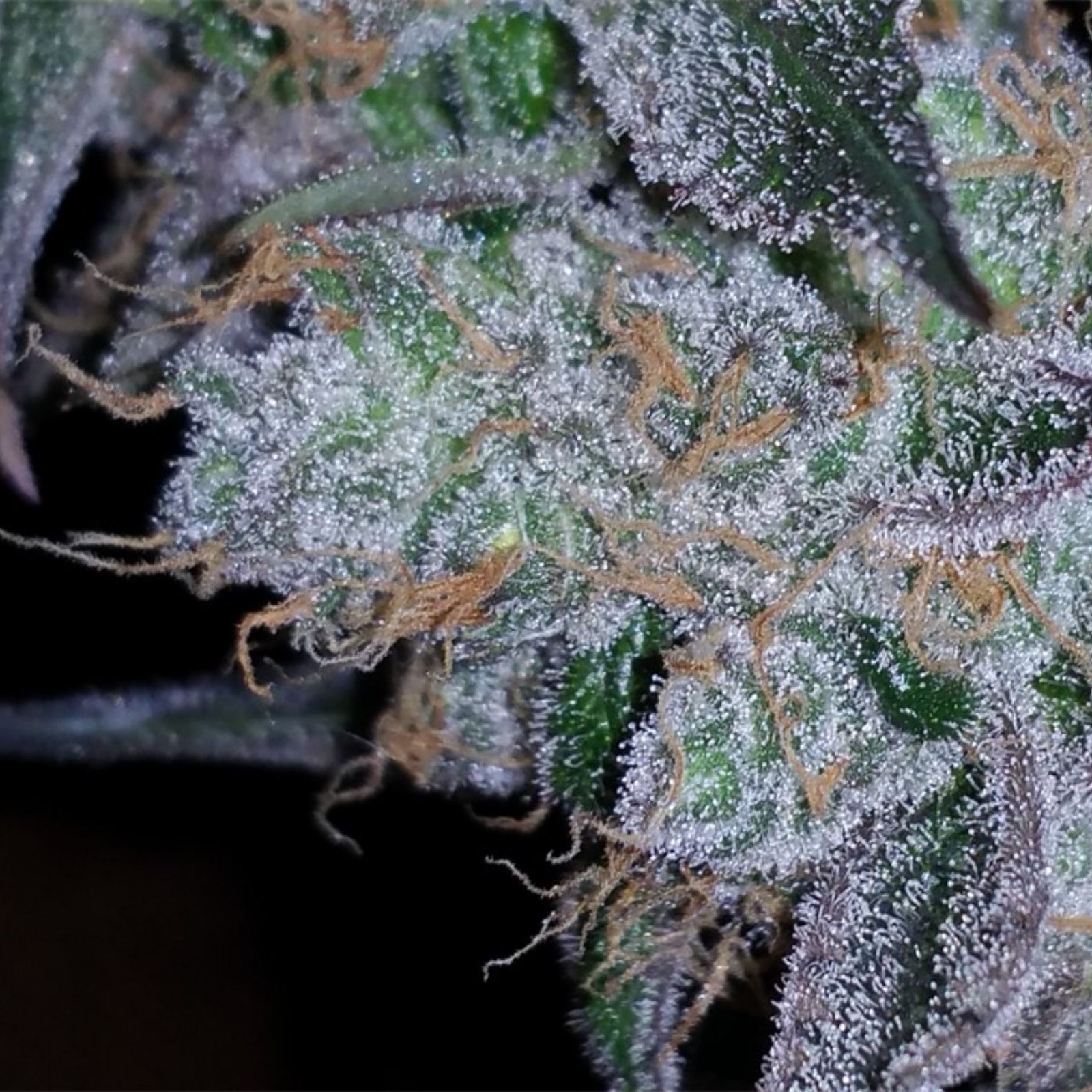 Sixtech: Jack’s Cleaner | Leafly