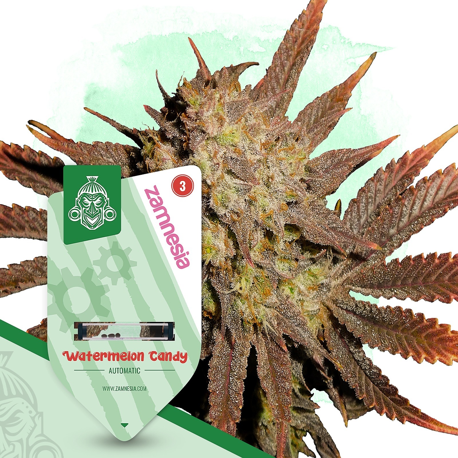Zamnesia: Watermelon Candy Automatic by Zamnesia Seeds | Leafly