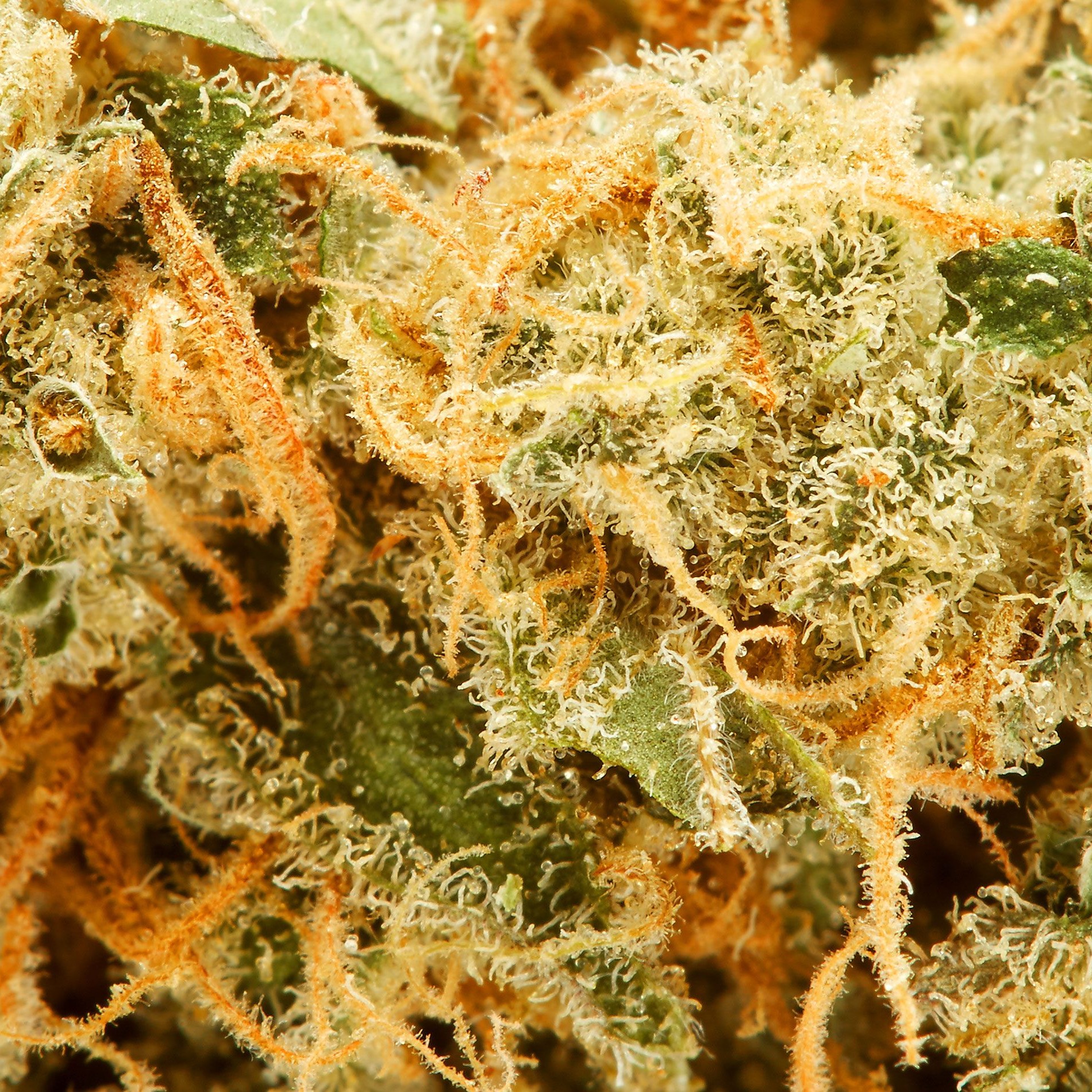 Symbl Cannabis: Wave Runner | Leafly