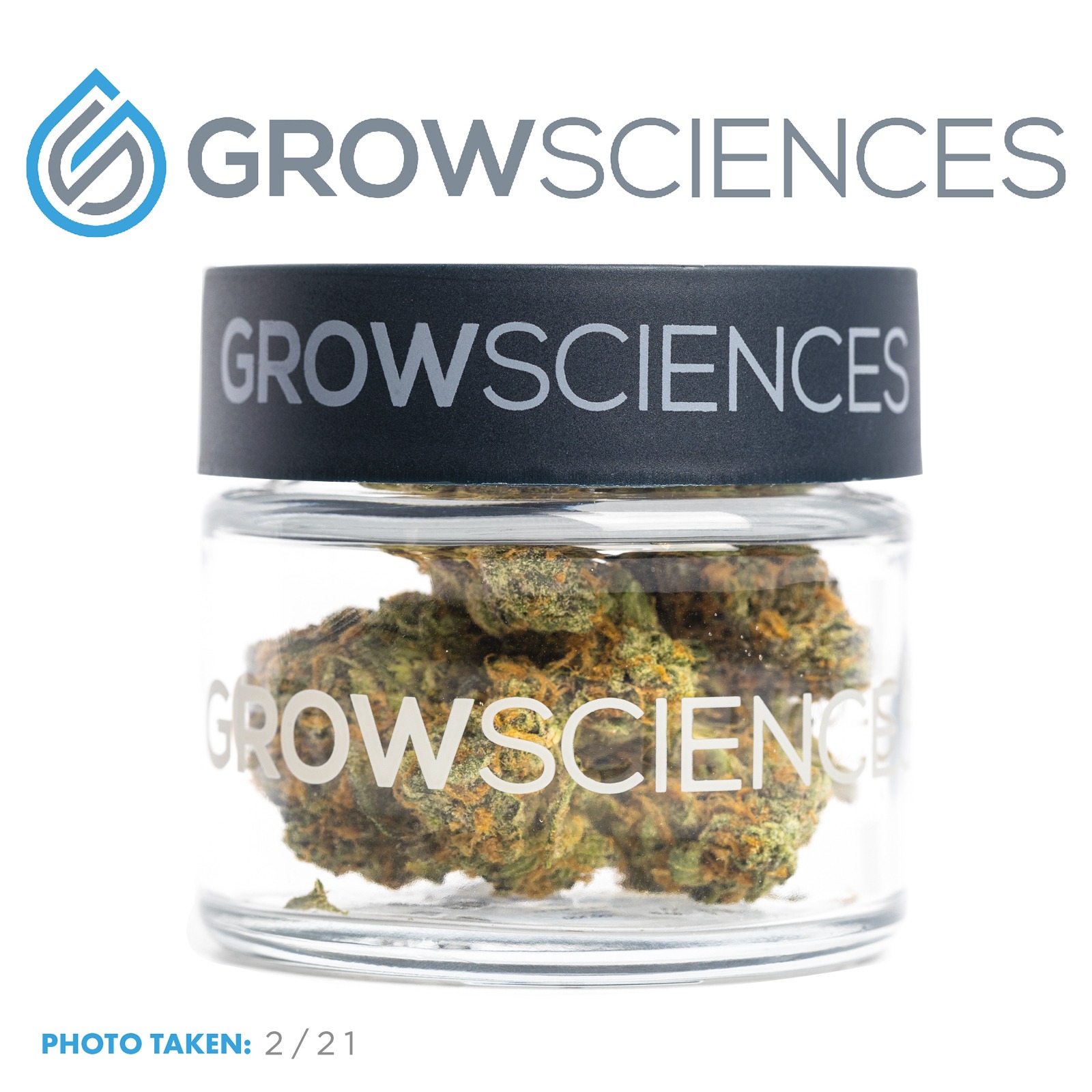 Grow Sciences: Rainbow Sherbet (3.7) | Leafly
