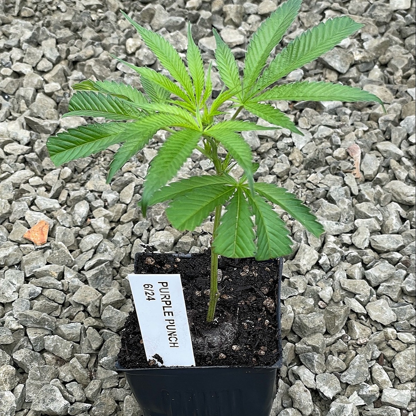 Sun Clone: Purple Punch Clone | Leafly