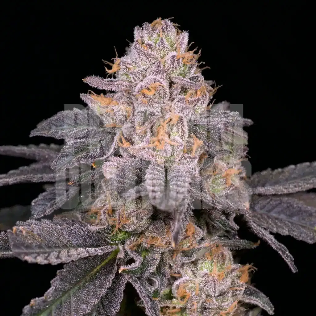 Premium Cultivars: Purple Octane | Leafly