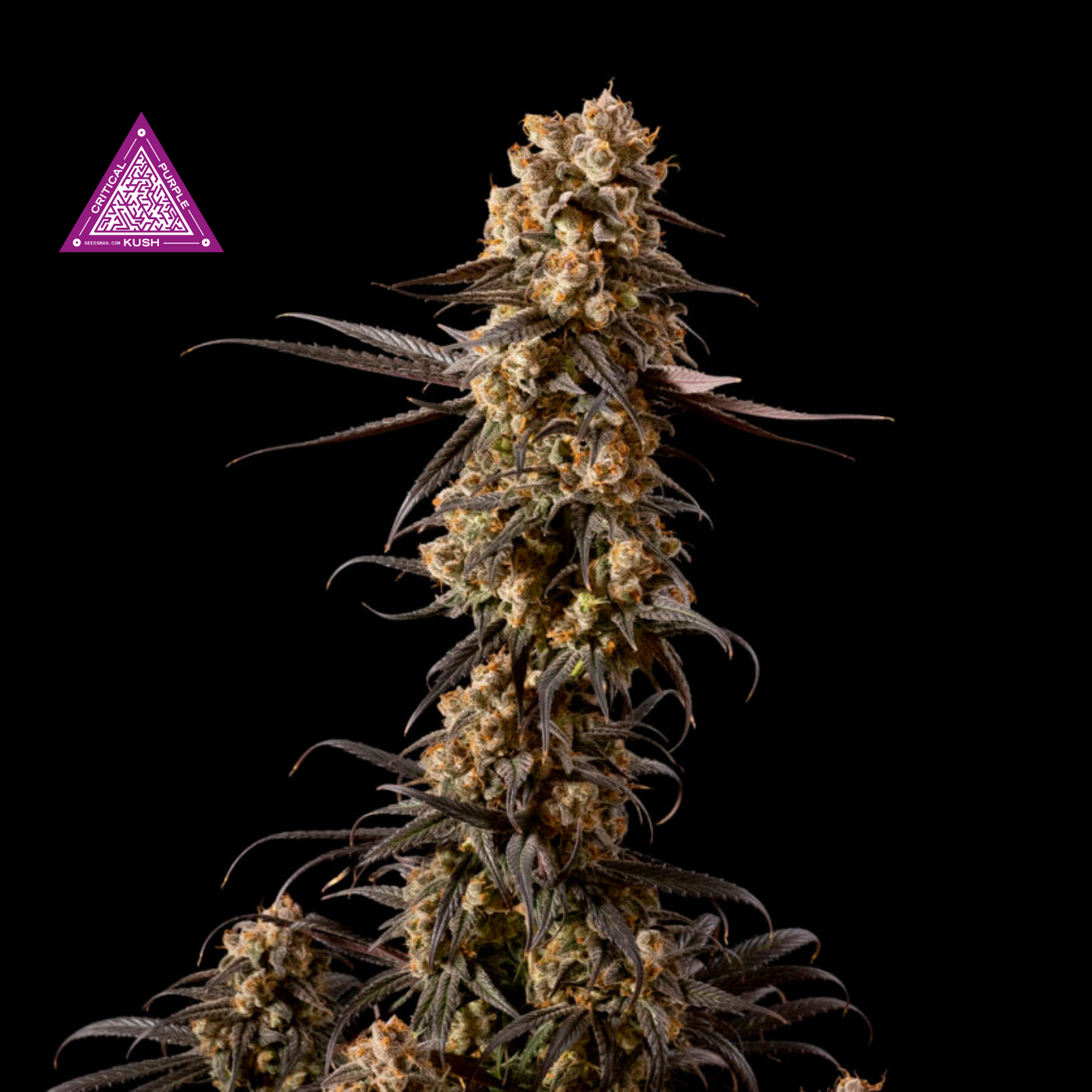 Seedsman: Critical Purple Kush | Leafly