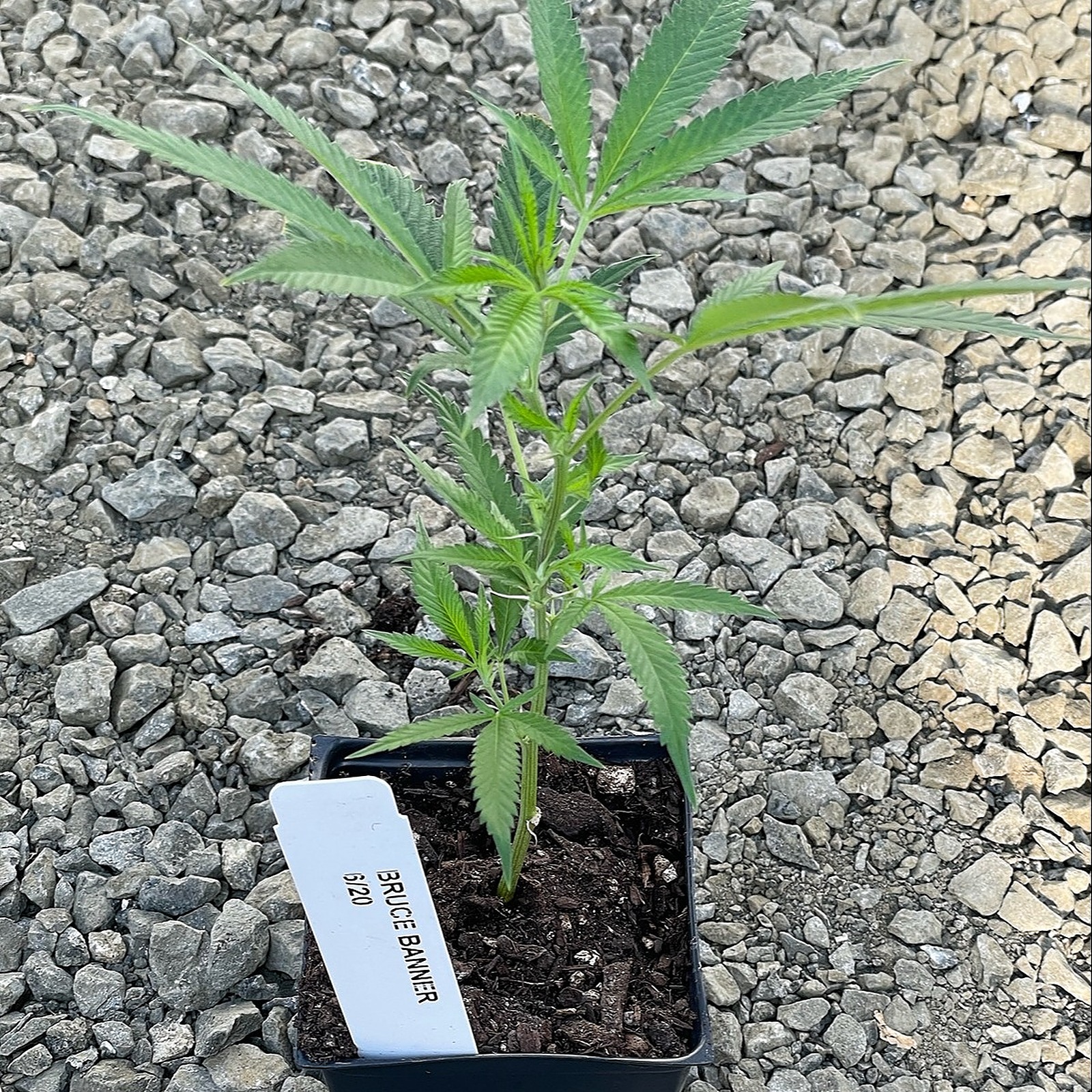 Sun Clone: Bruce Banner Clone | Leafly