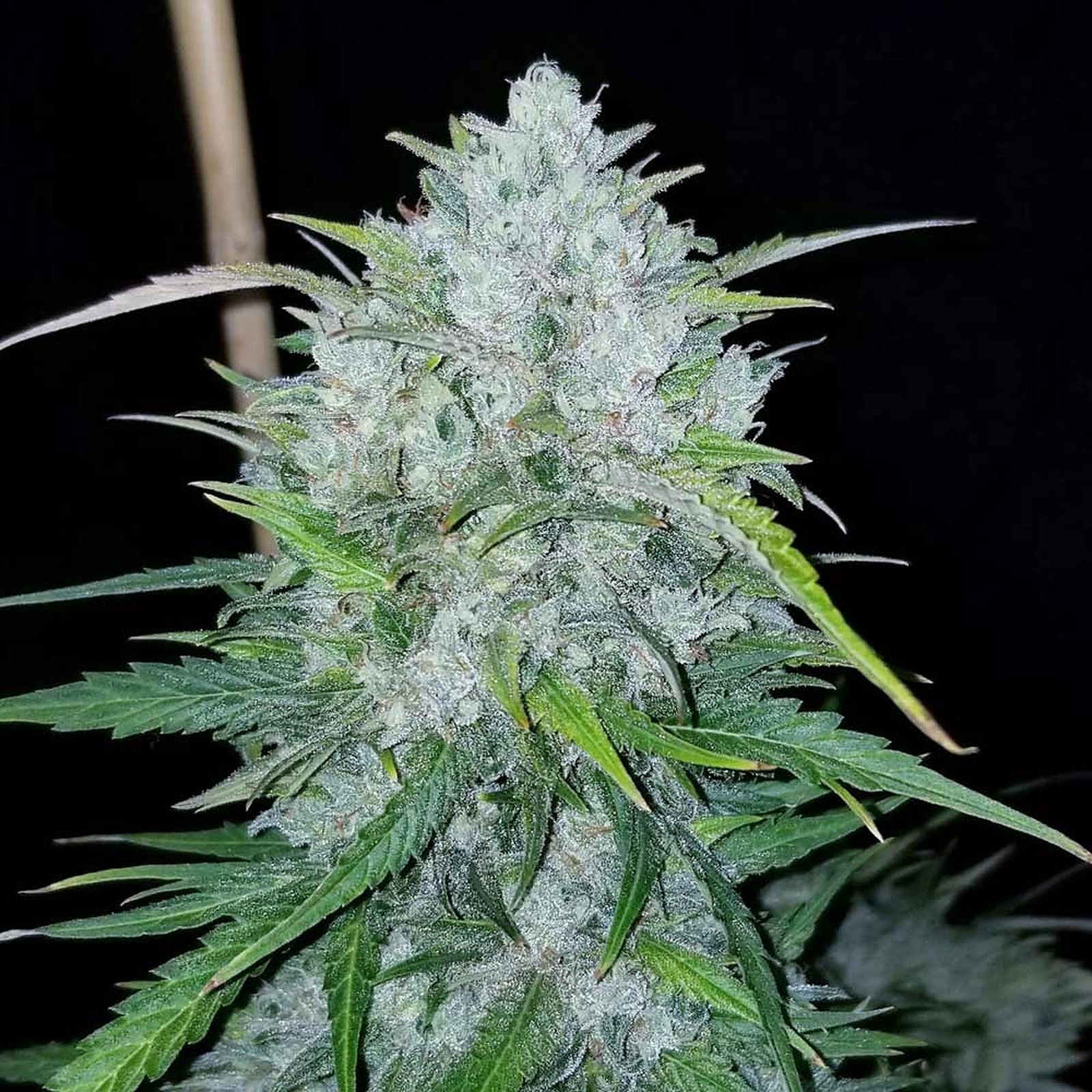 OG Seeds: Bruce Banner Seeds - Autoflower | Leafly