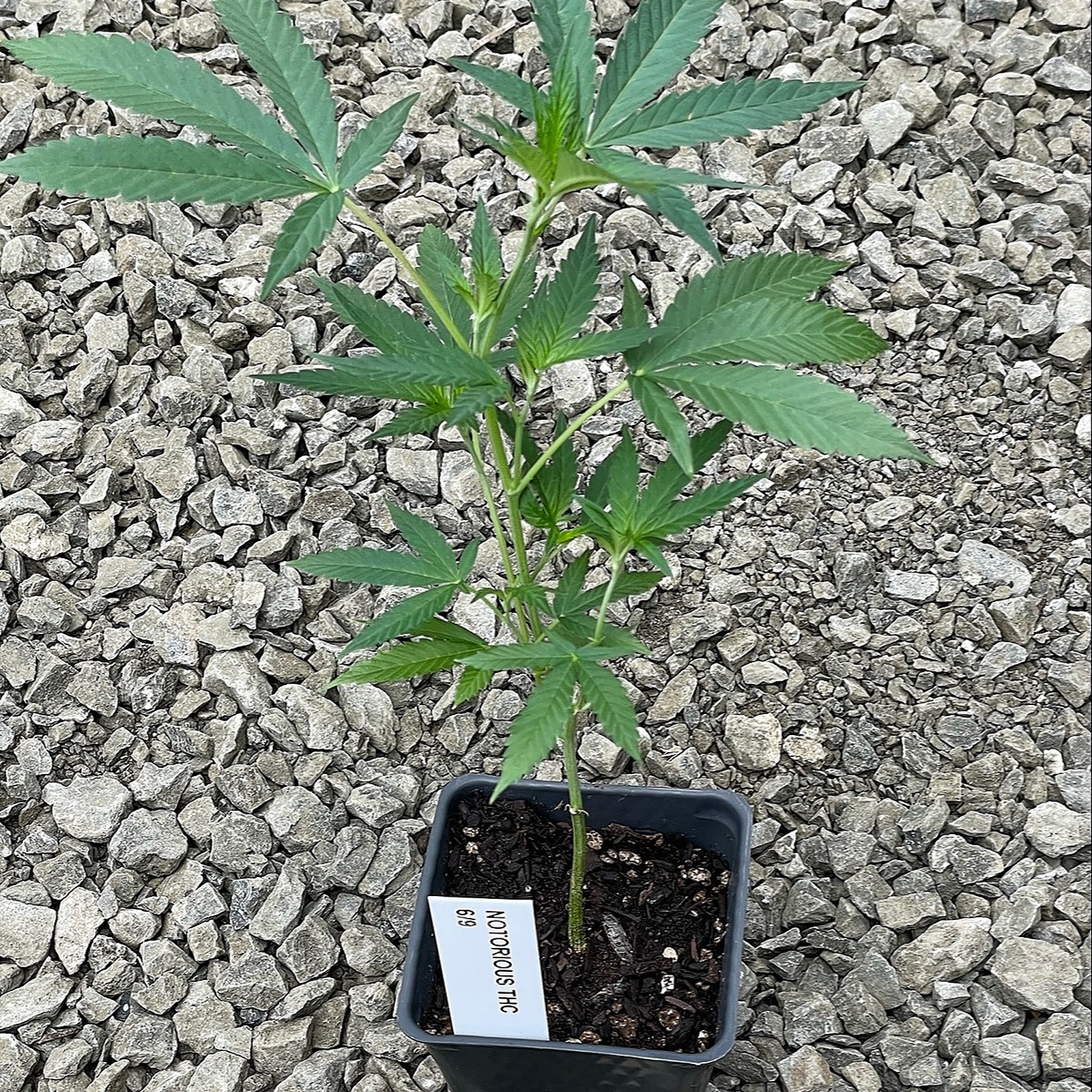 Sun Clone: Notorious THC Clone | Leafly