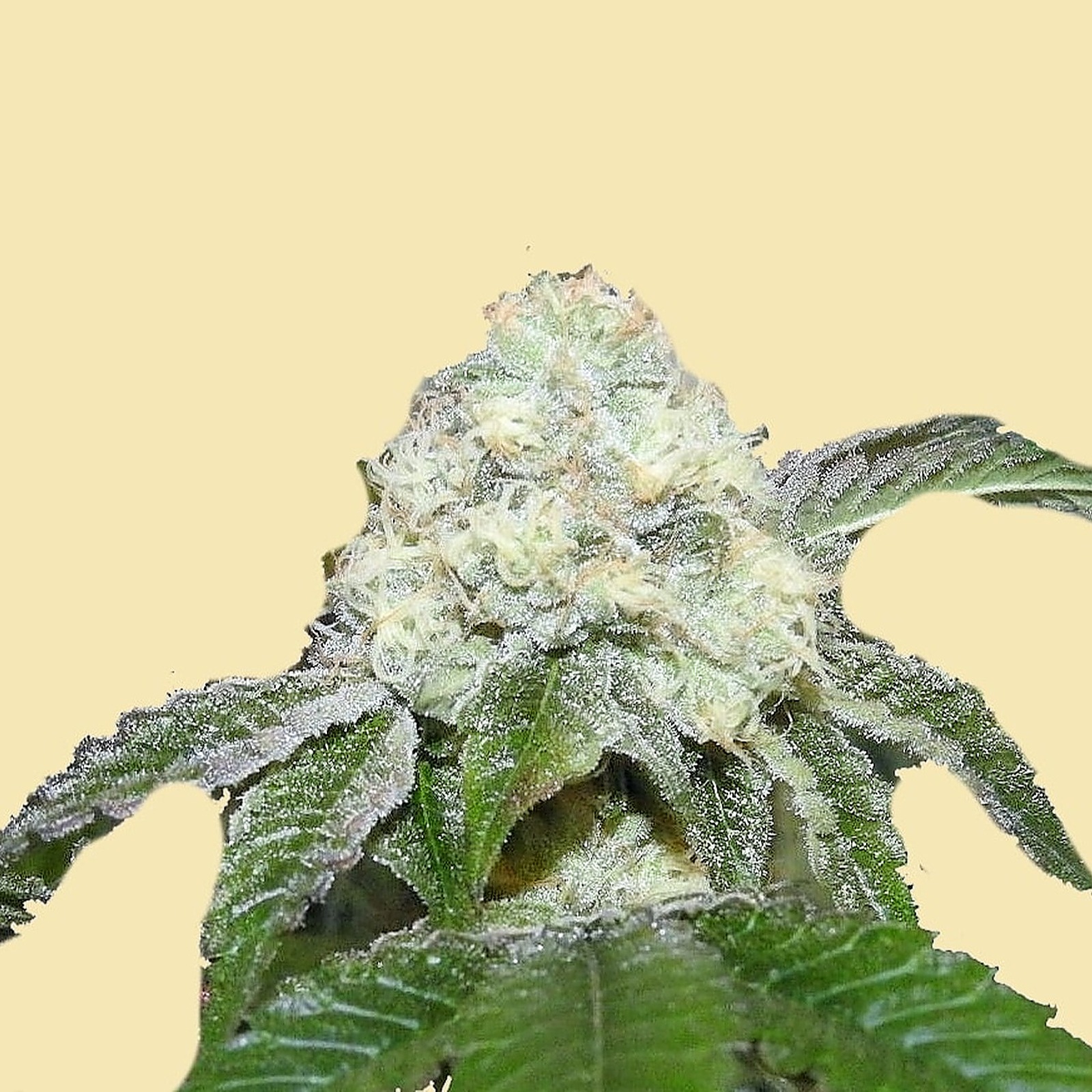 The Seed Connect: AUTO WHITE WEDDING CAKE AUTOFLOWERING SEEDS | Leafly