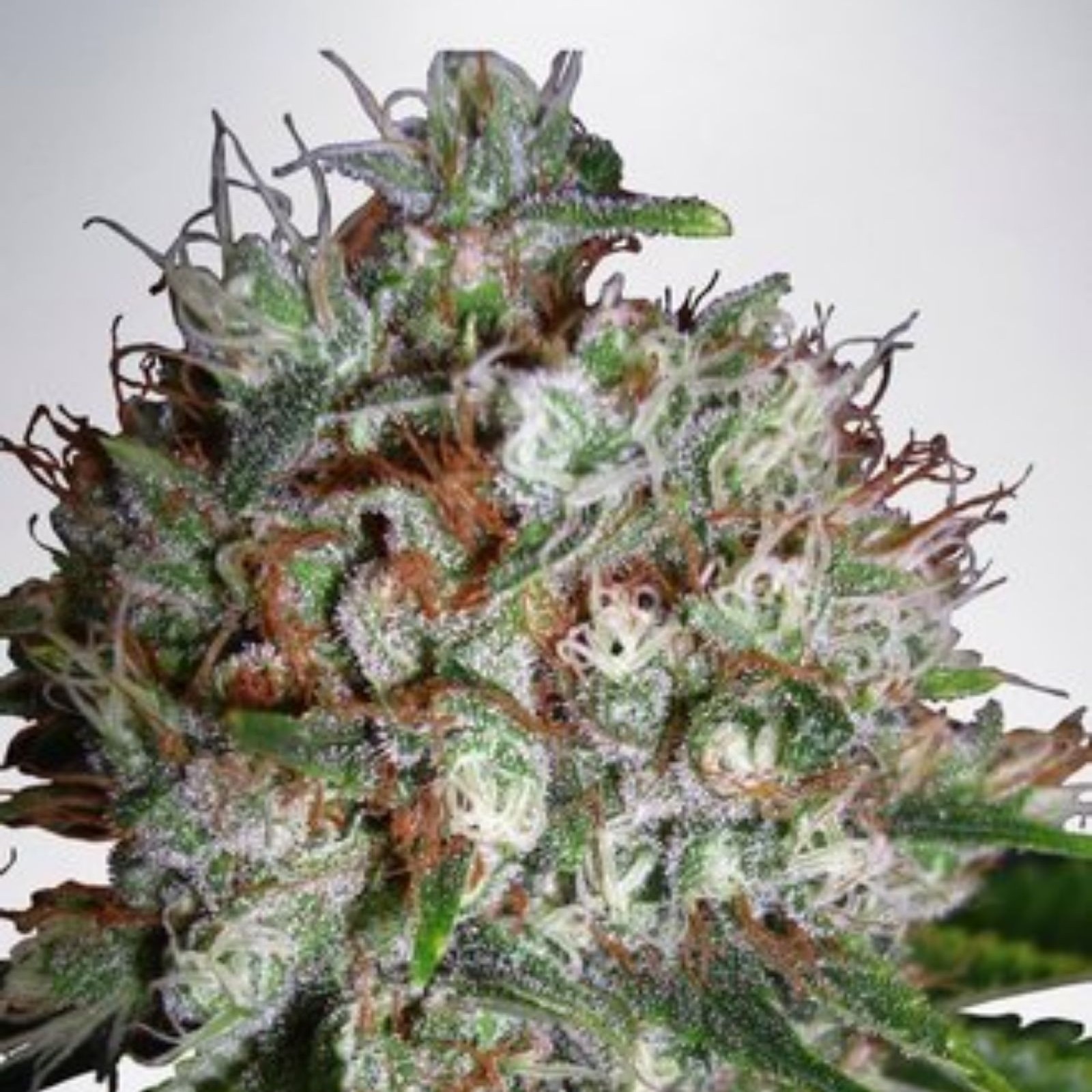 Ministry of Cannabis - Big Bud XXL seeds | Leafly
