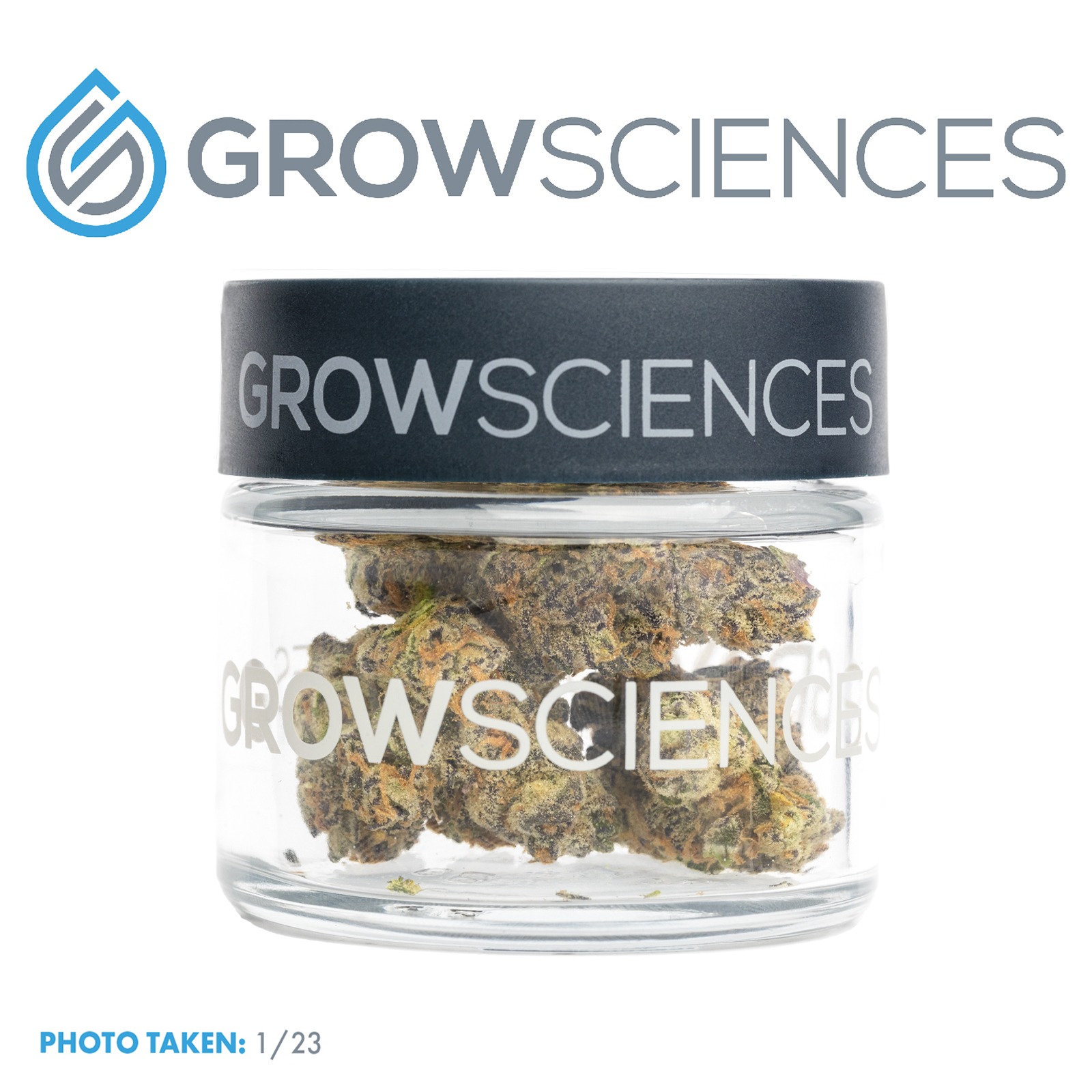 Grow Sciences: Sundae Driver x Gushers (3.7) | Leafly