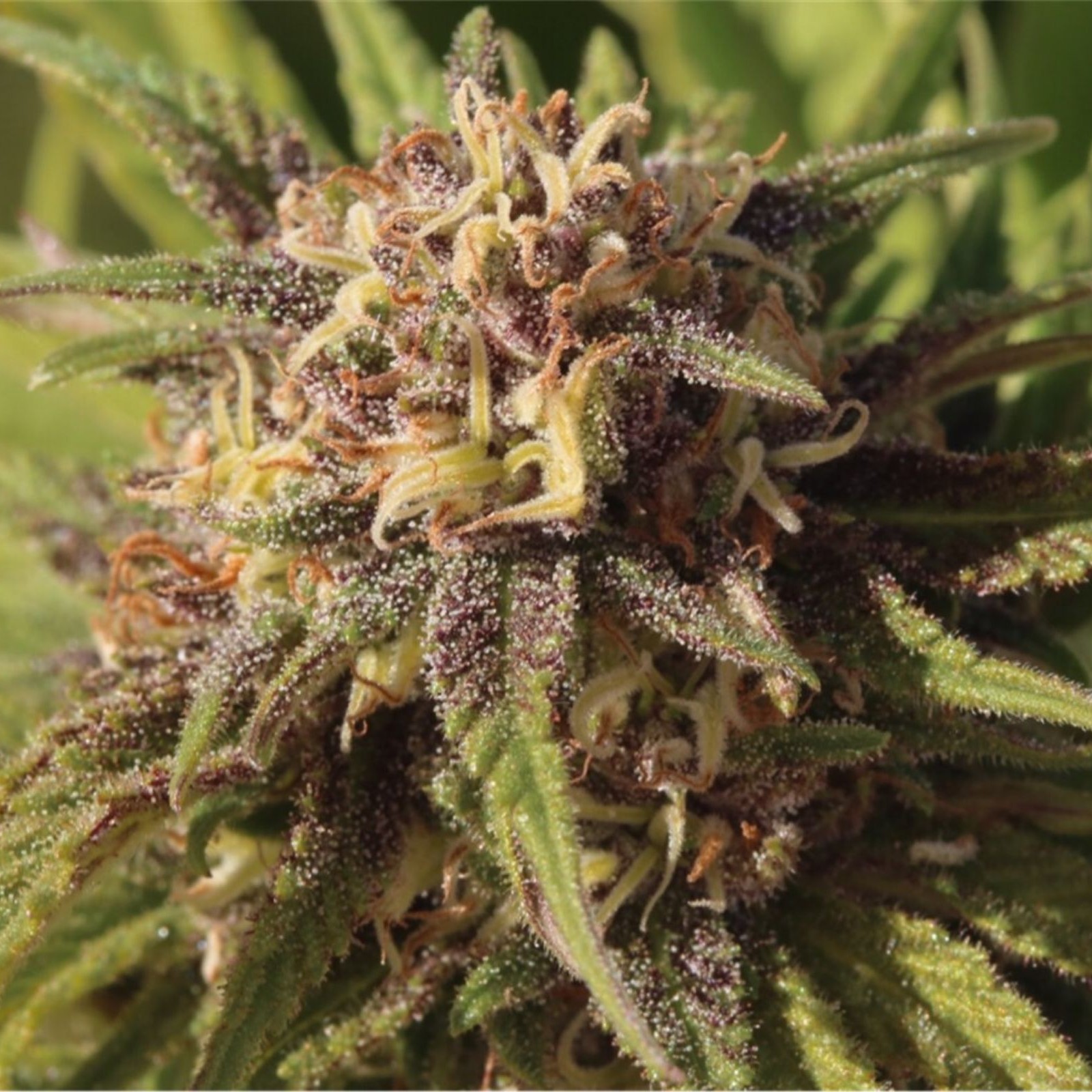 Sixtech: Game Changer | Leafly