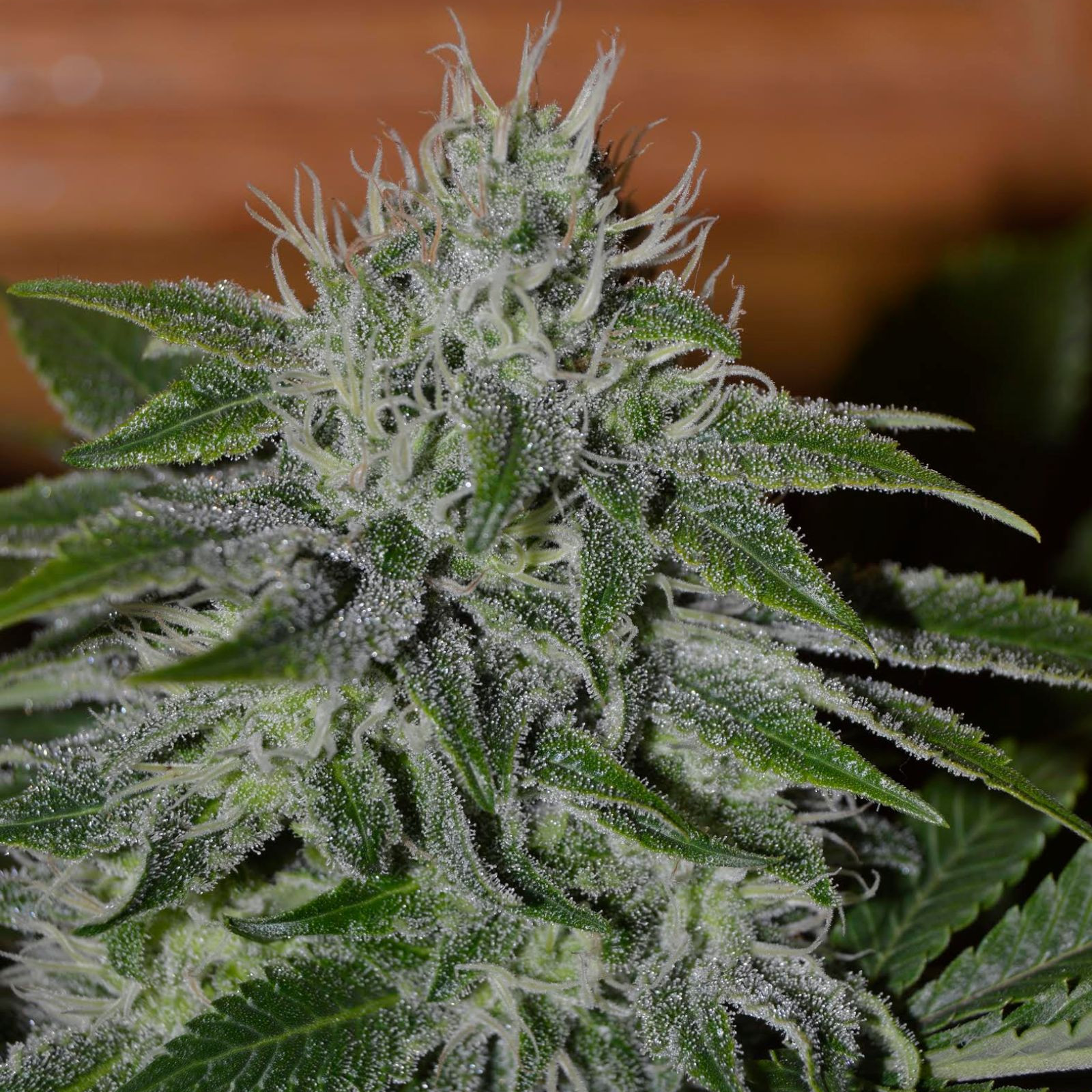 Delicious Seeds: Critical Jack Herer | Leafly